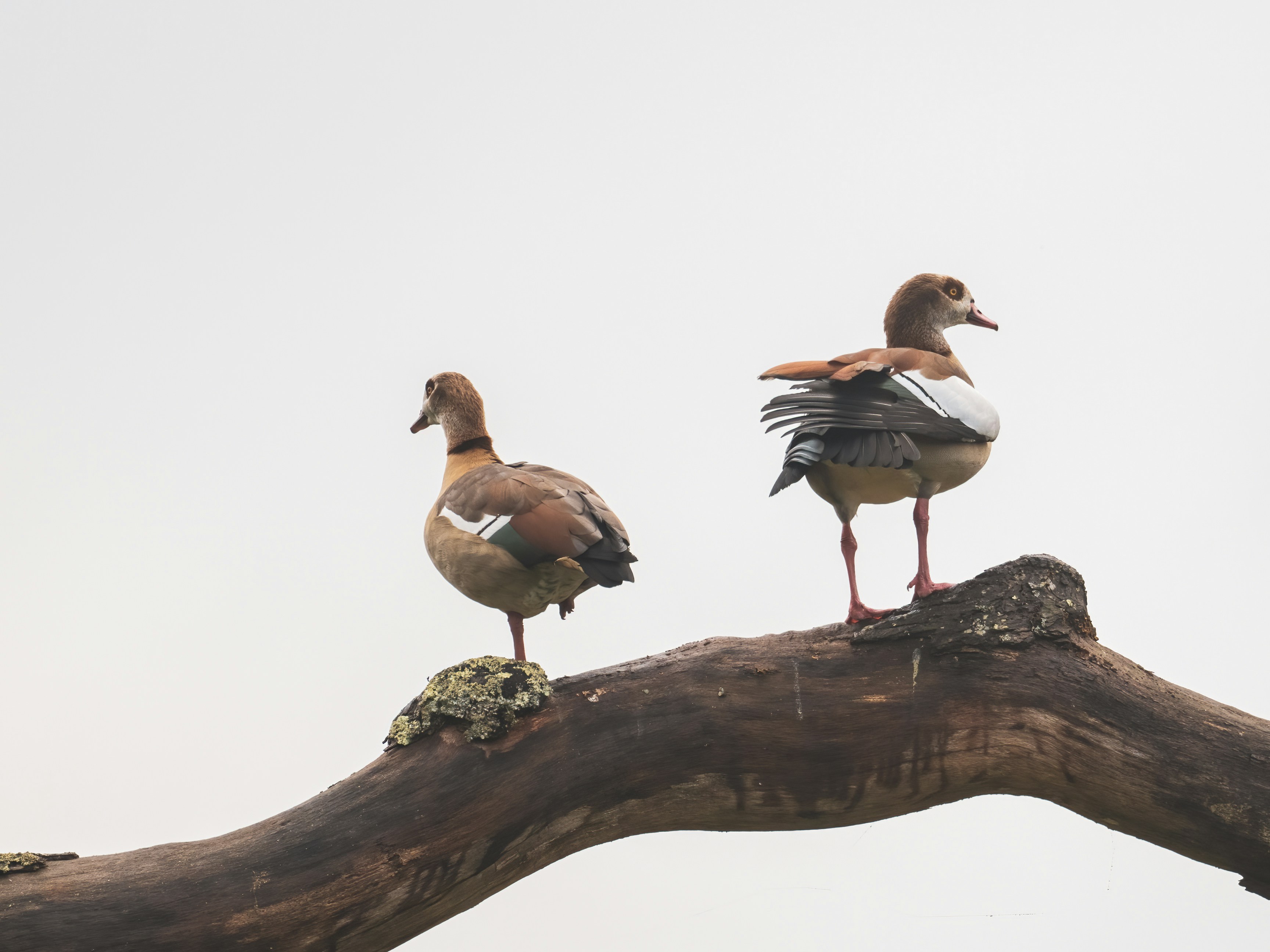 Quiet Duality: Two Waterfowl Perched on a Weathered Log in Pale Light