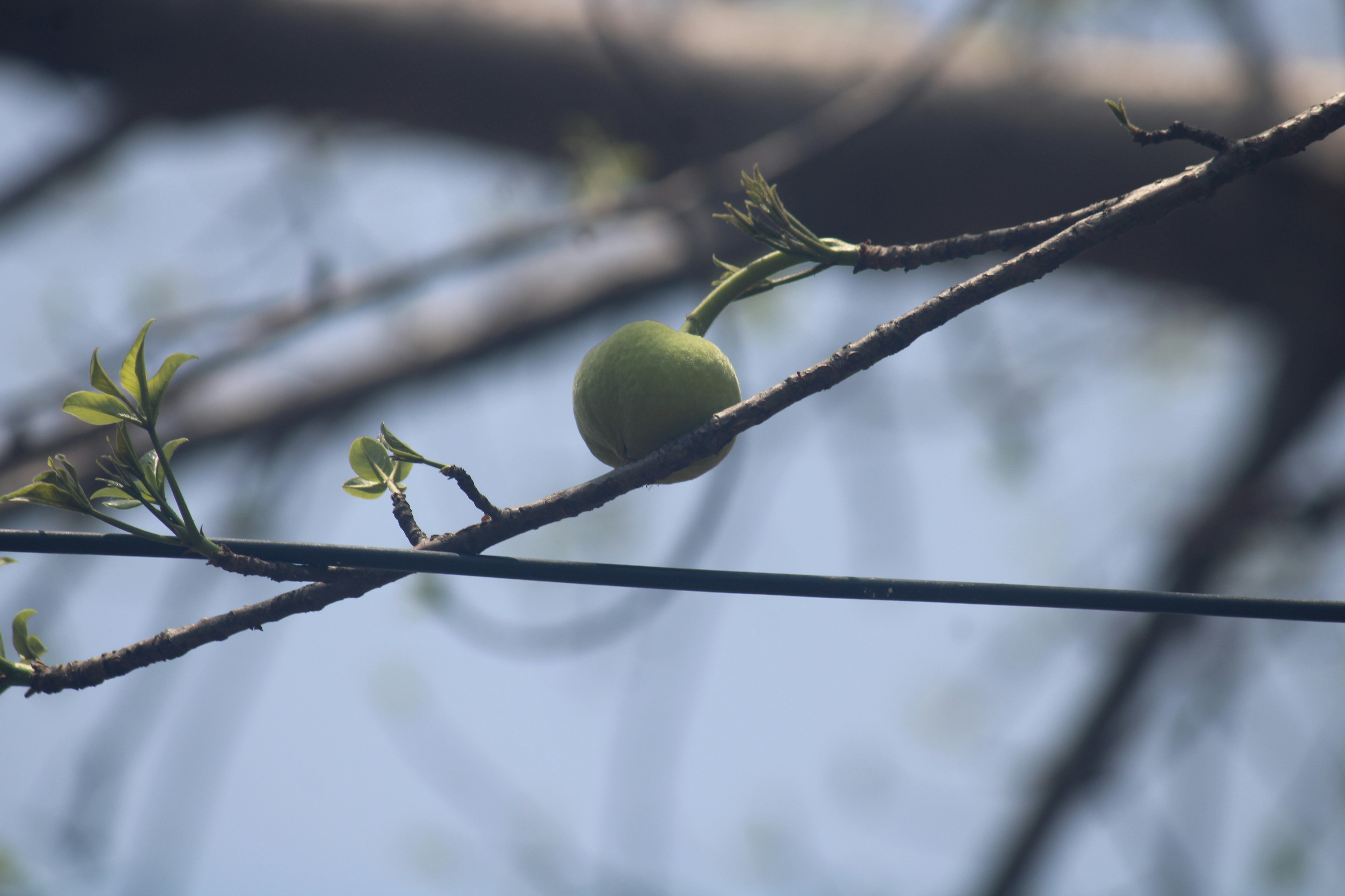 Emerald Fruit on a Thin Branch: Quiet Focus in a Blur of Sky