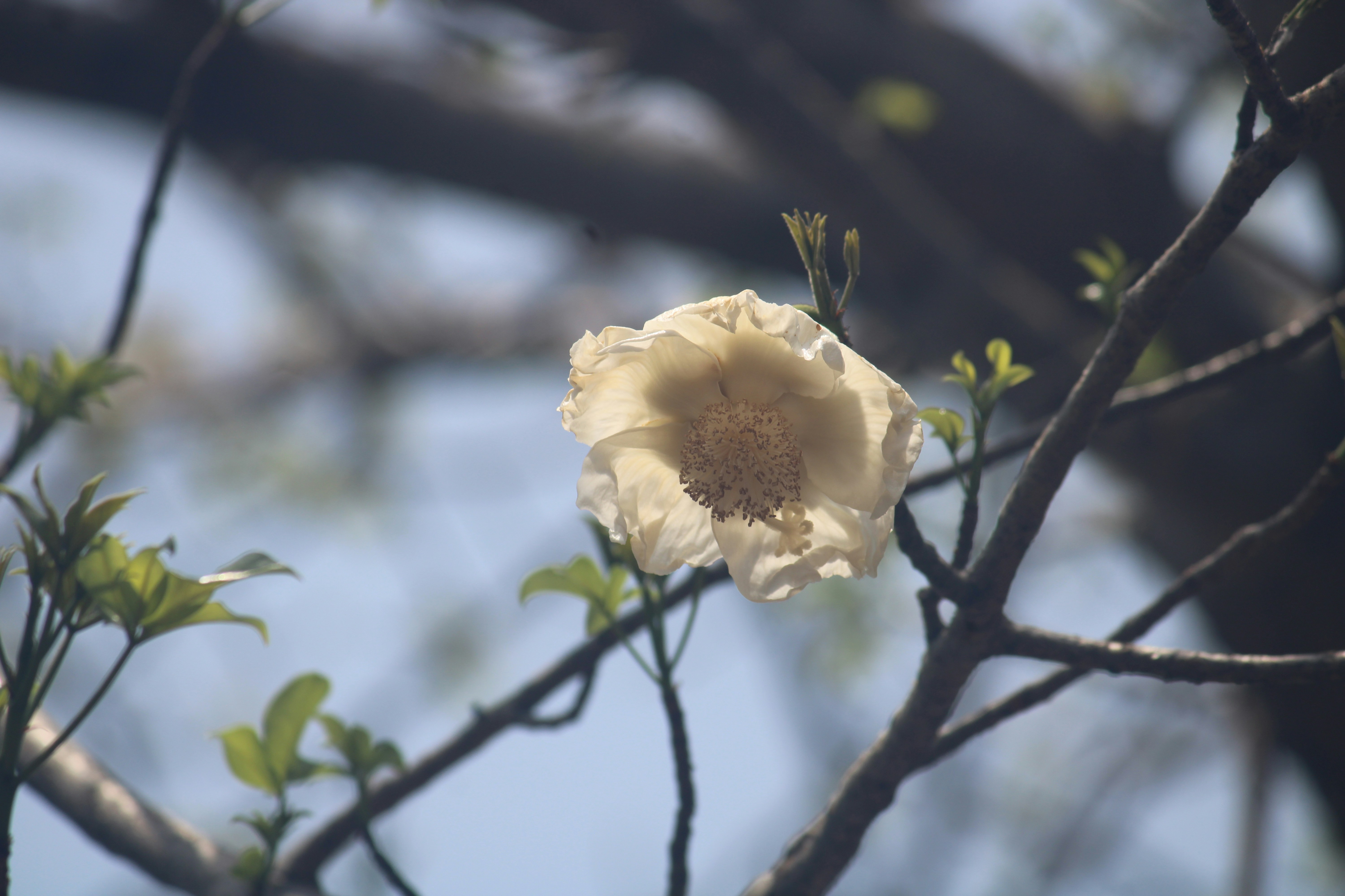Whispered Bloom: A White Flower Framed by Spring Branches