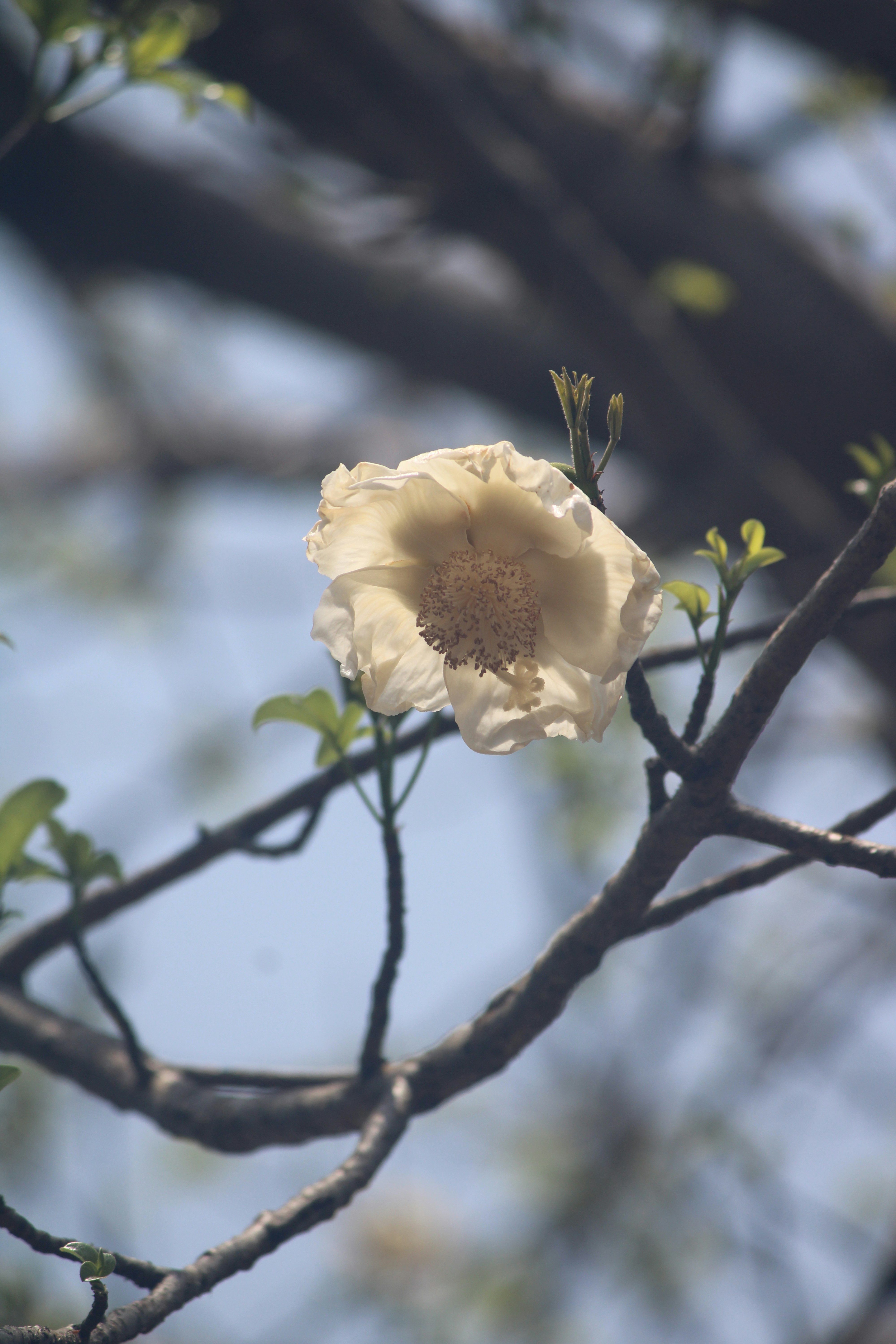Whispering White Bloom on a Winding Branch