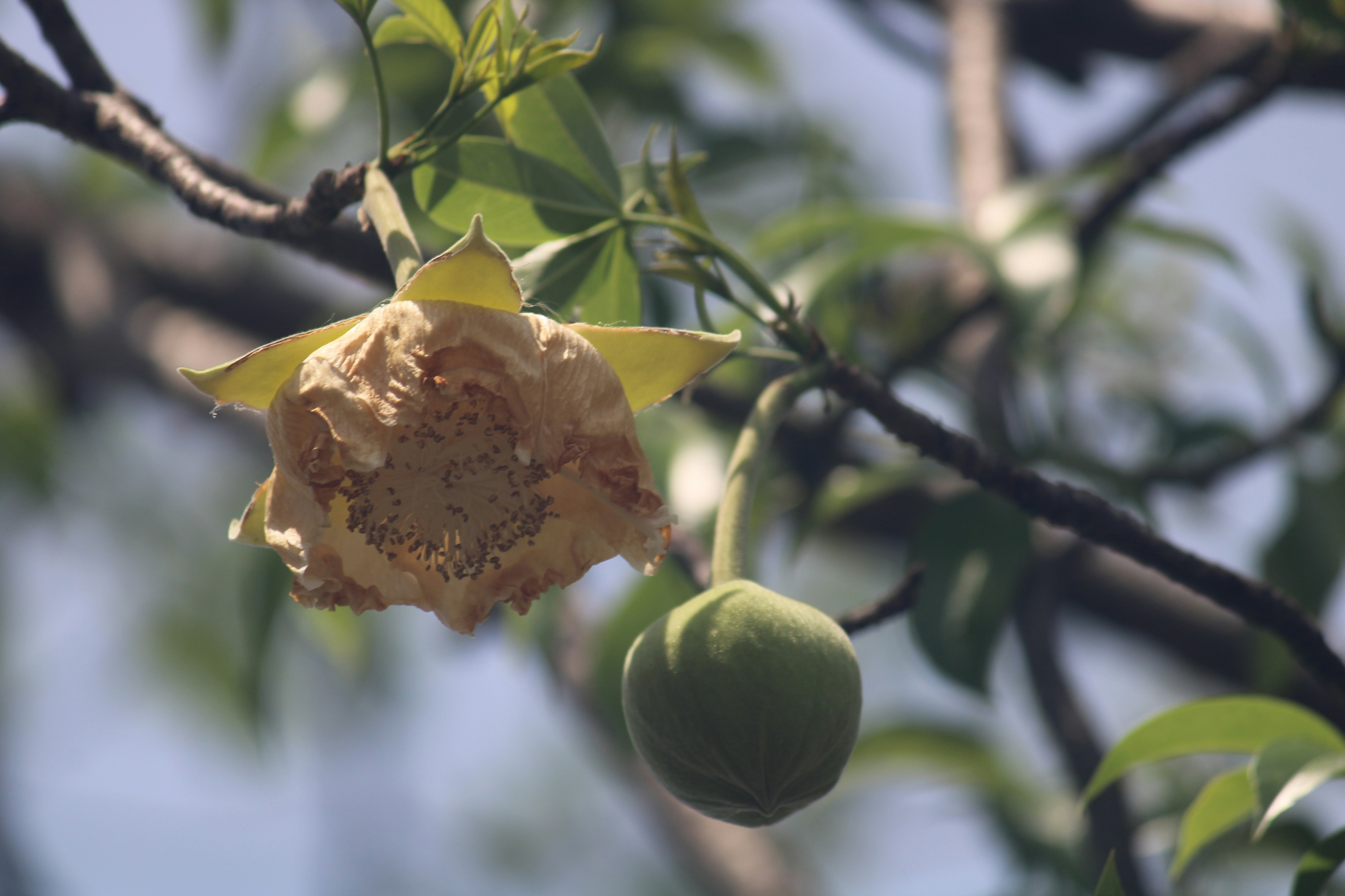 Withering Blossom and Green Fruit on a Sunny Branch