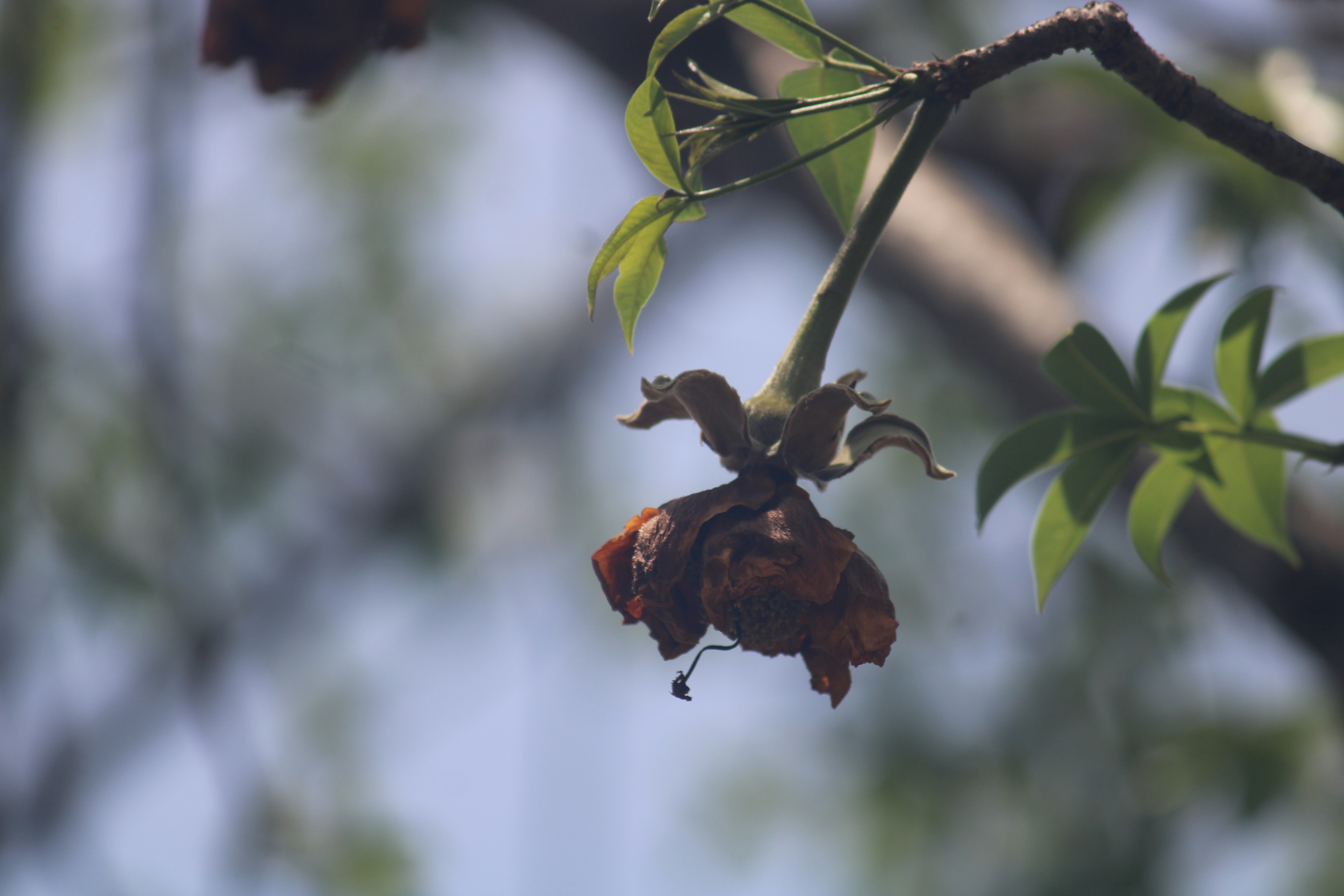 Withered bloom clinging to a quiet branch