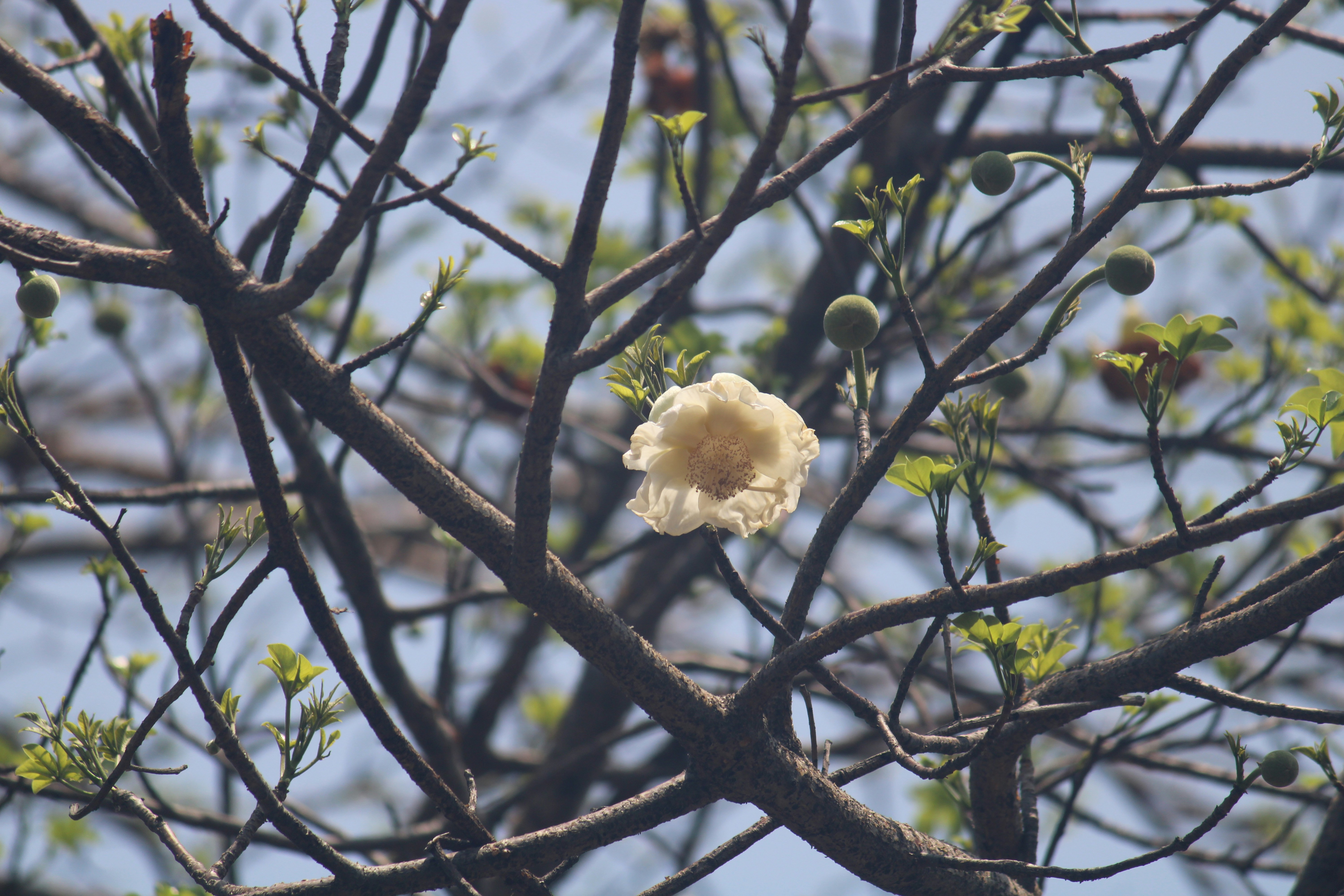 A Lone White Bloom Reaches Through a Network of Winter Branches