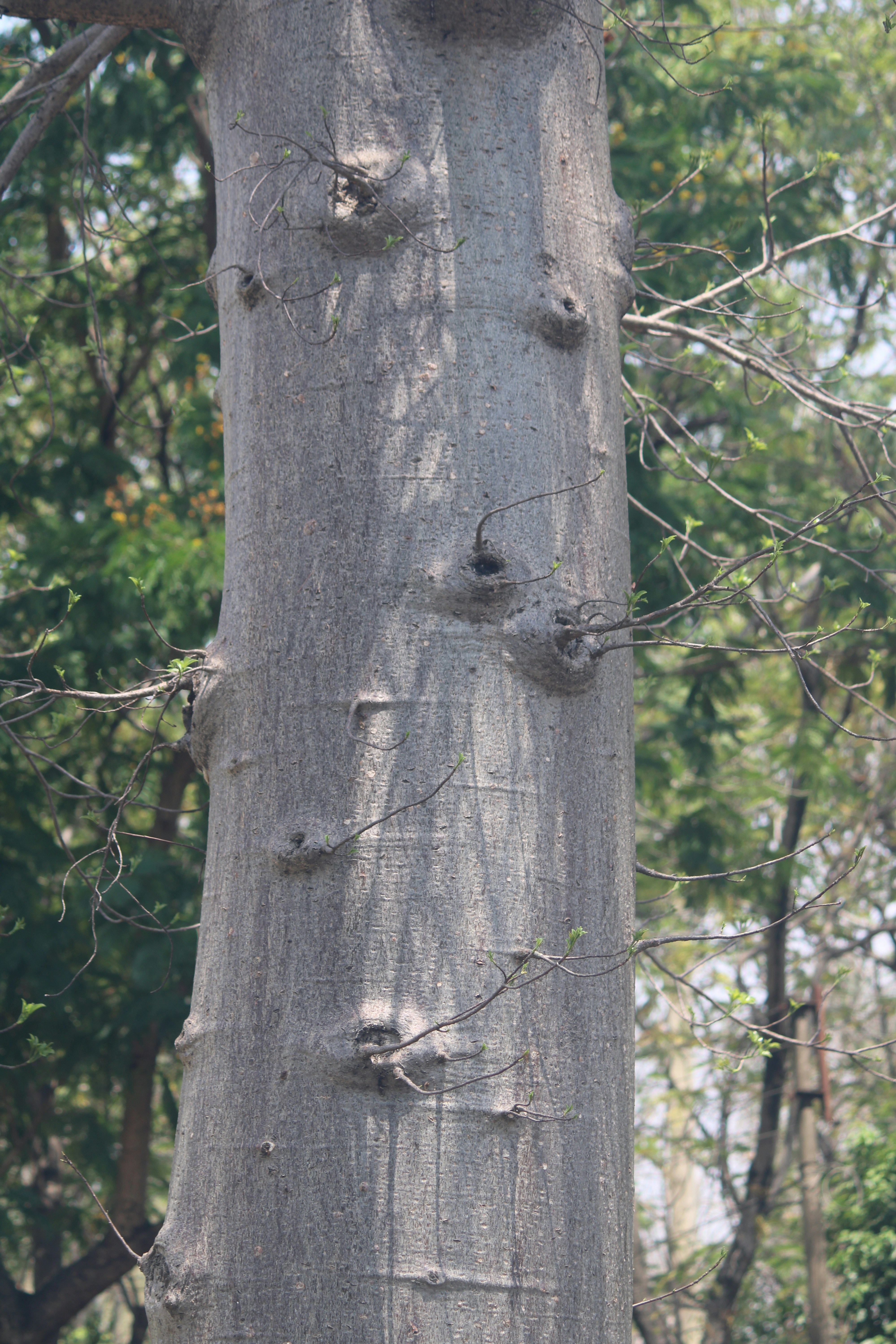 The Knot Ledger: Close-Up of Weathered Tree Trunk Texture