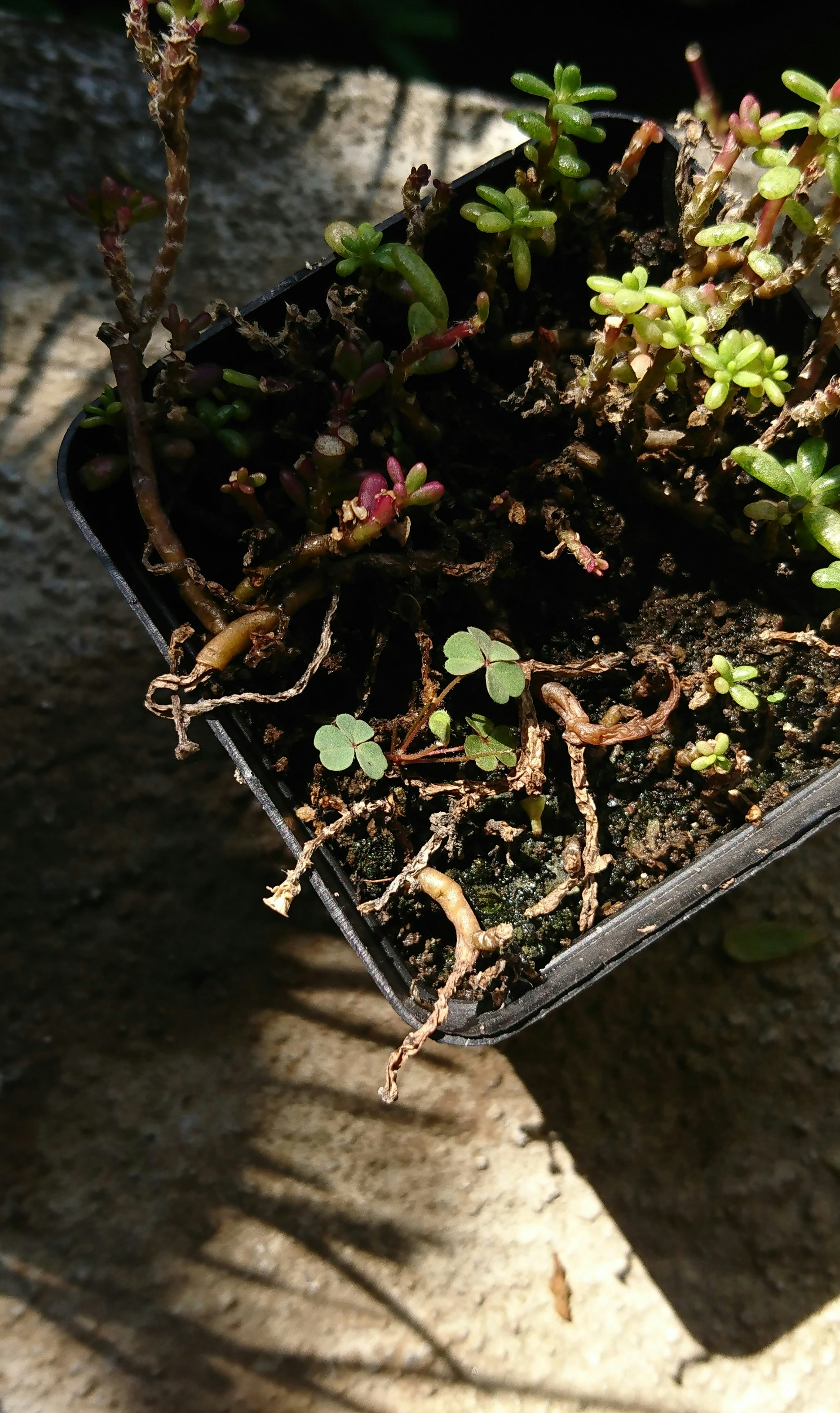 Photo by Lhar Capili with Sony Xperia XZ