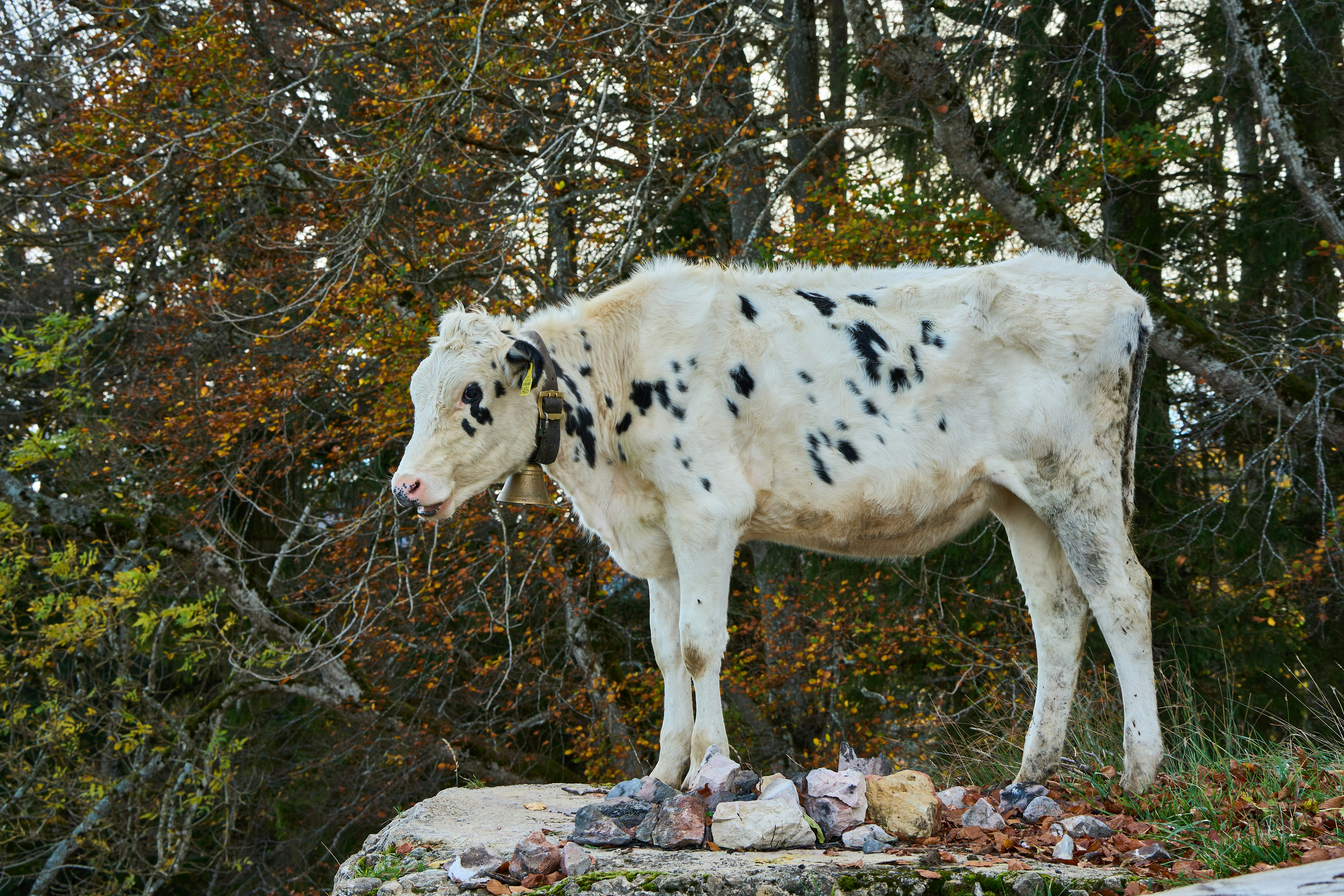 Holstein Sentinel on a rocky ledge beneath autumn canopy