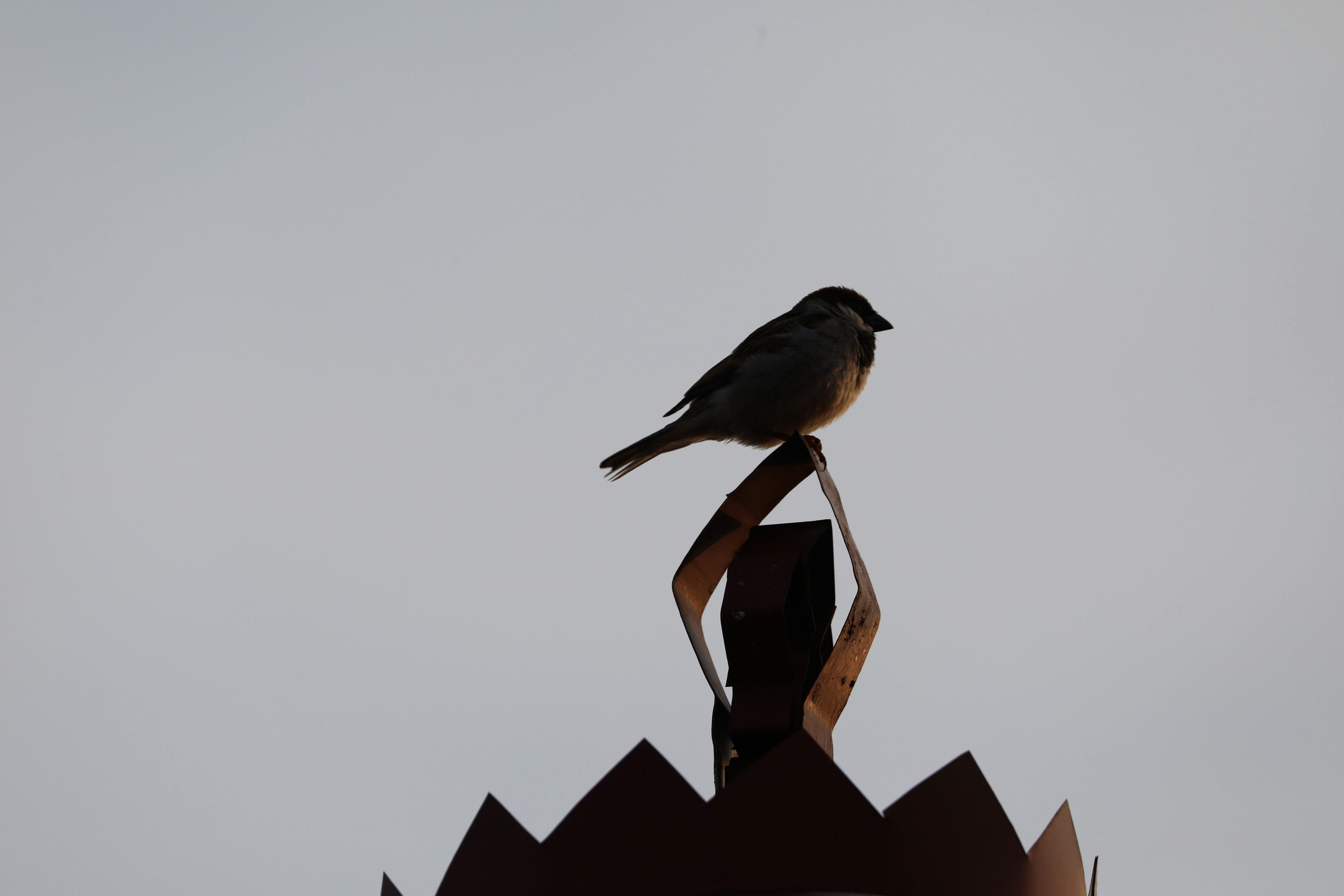 Bird on a Rusted Crown: A Quiet Moment at Dusk