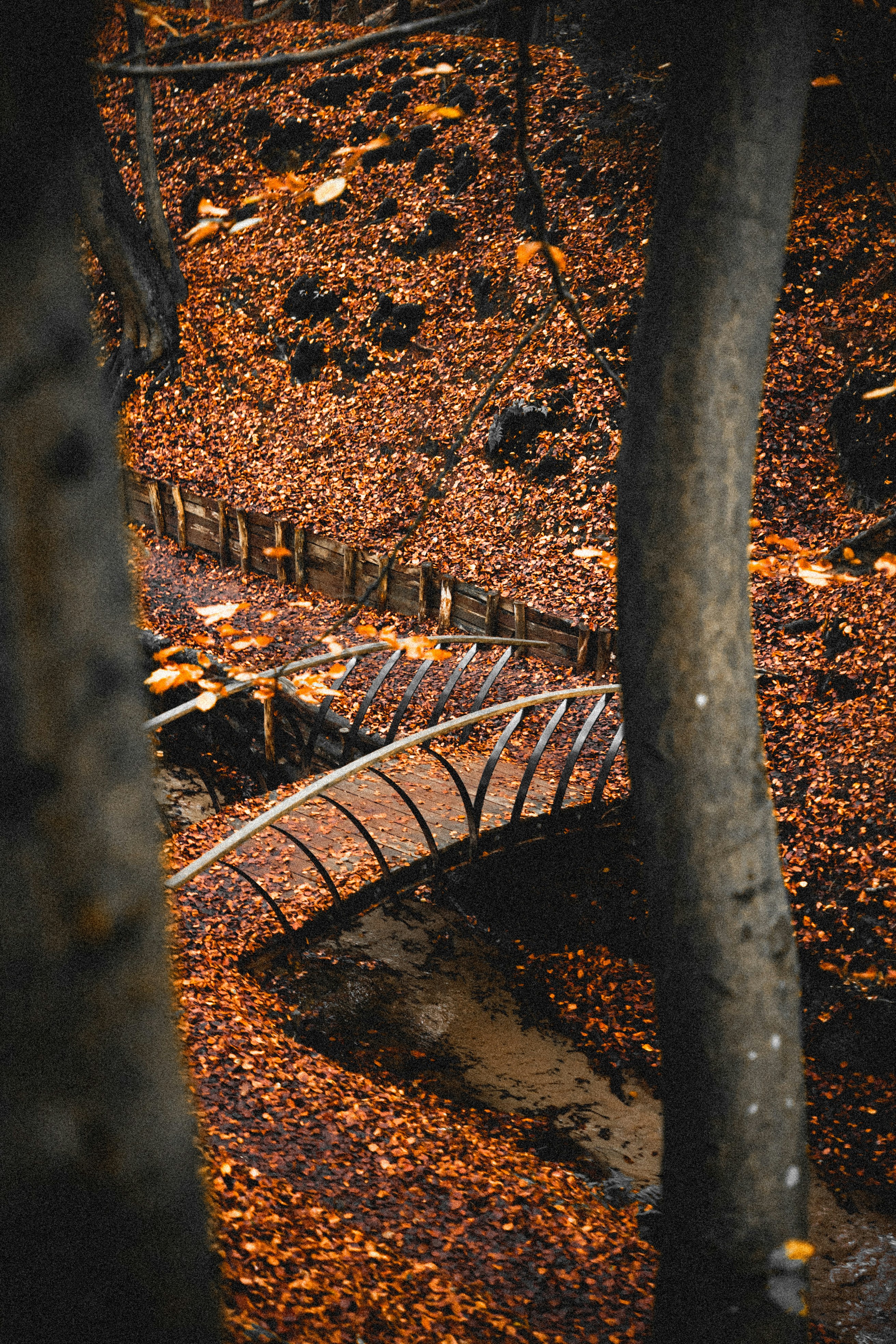 Ember Arc: A Curved Iron Bridge Framed by Autumn Leaves