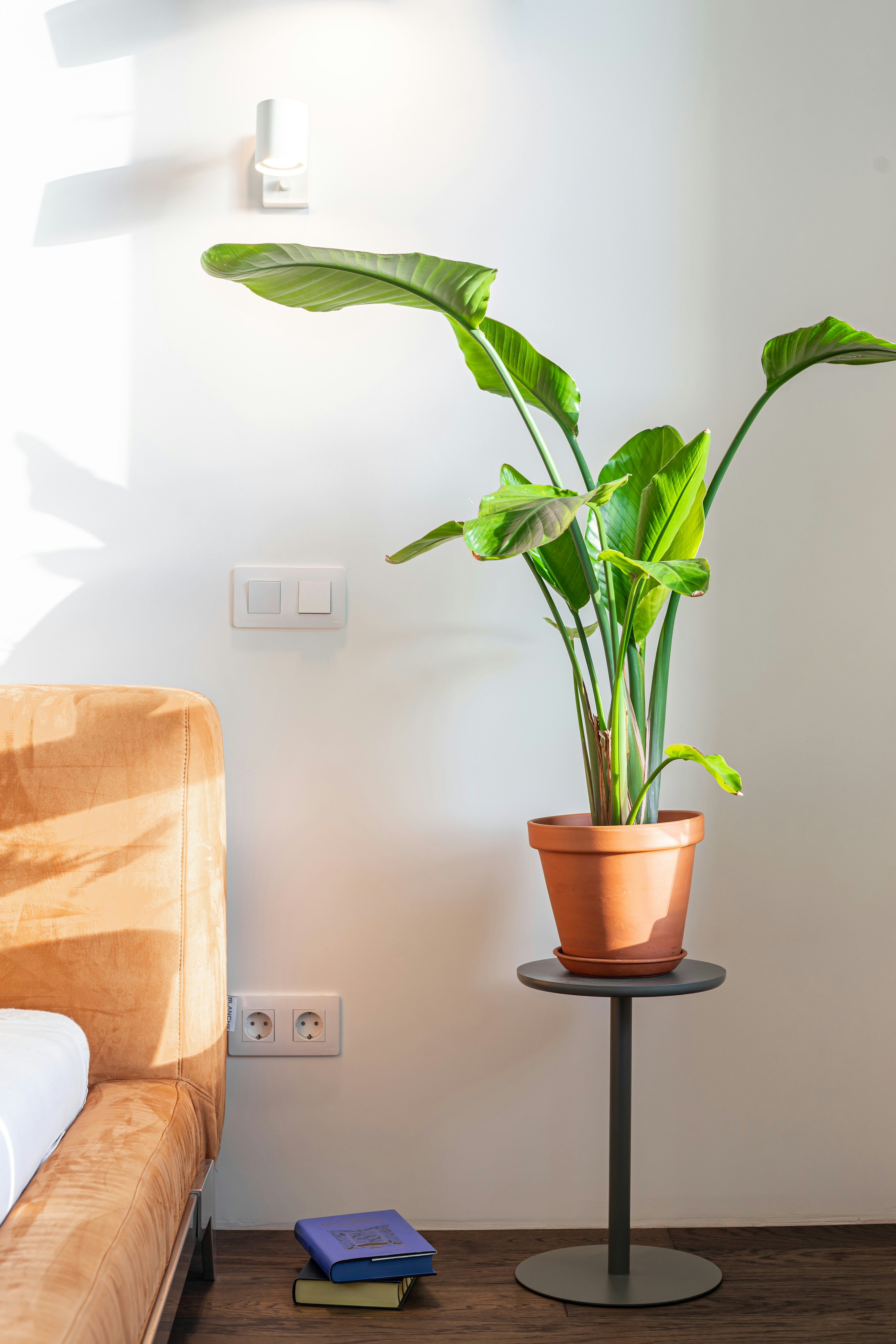 Verdant Calm: A Potted Plant Framed by Minimalist Interior