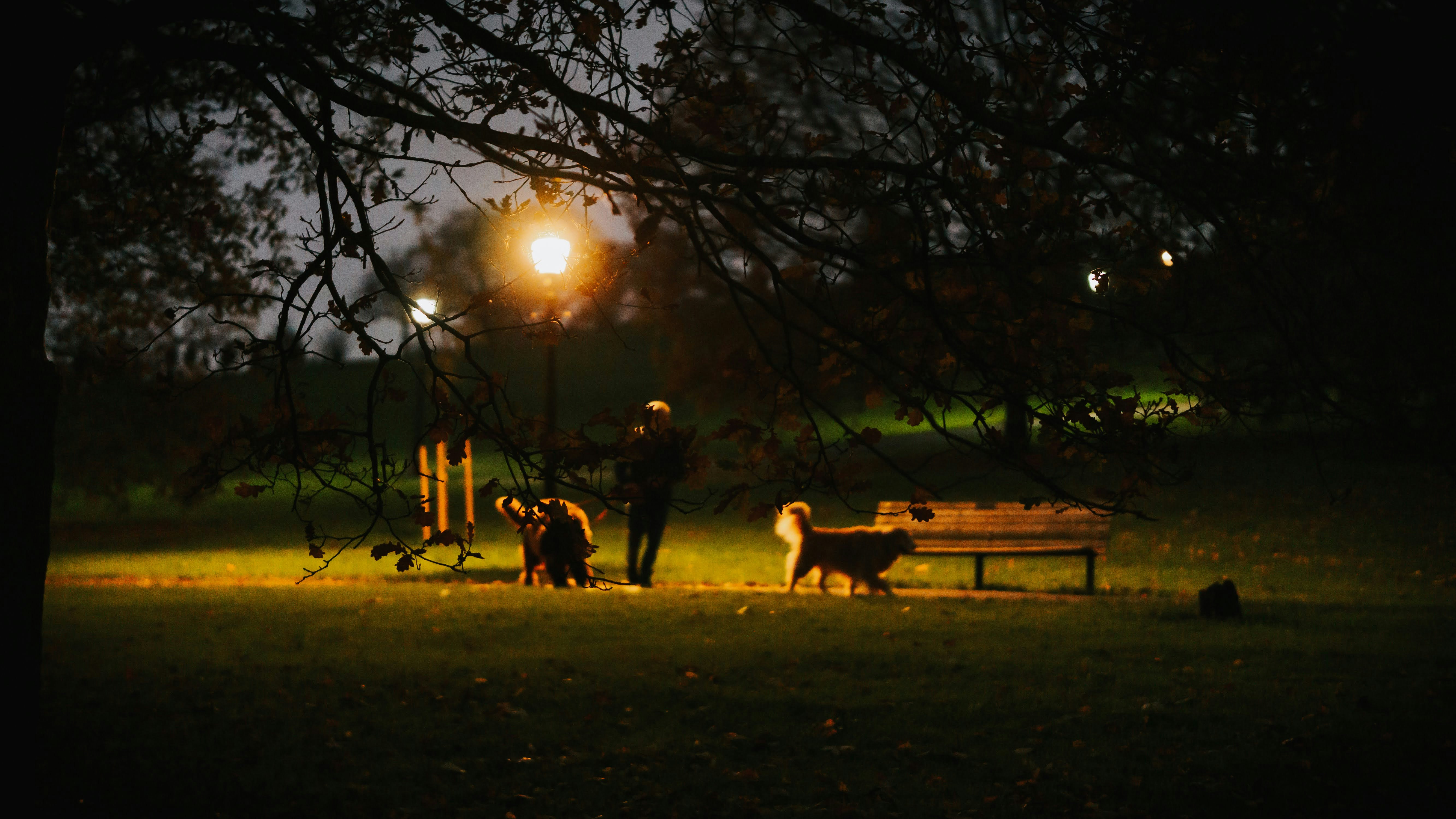 Lantern Glow in a Quiet Park: Night Walk with a Dog