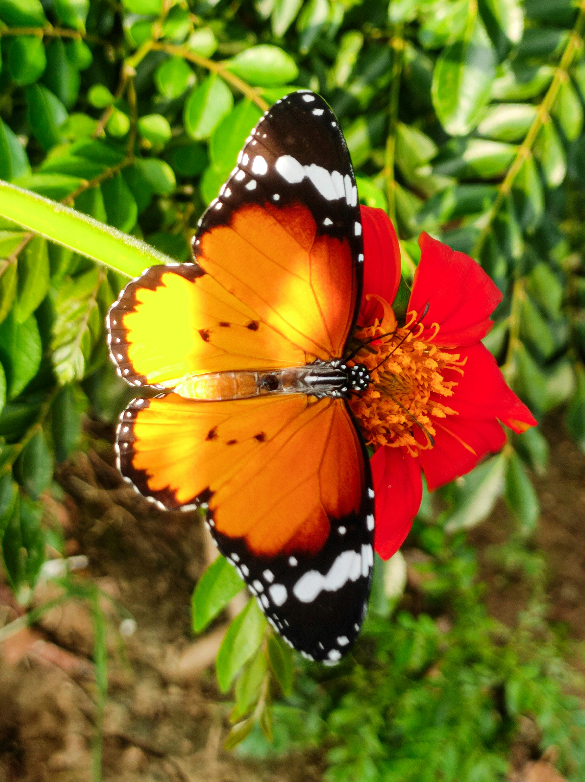 Crimson-winged Butterfly on a Scarlet Blossom: a close-up study of color and contrast