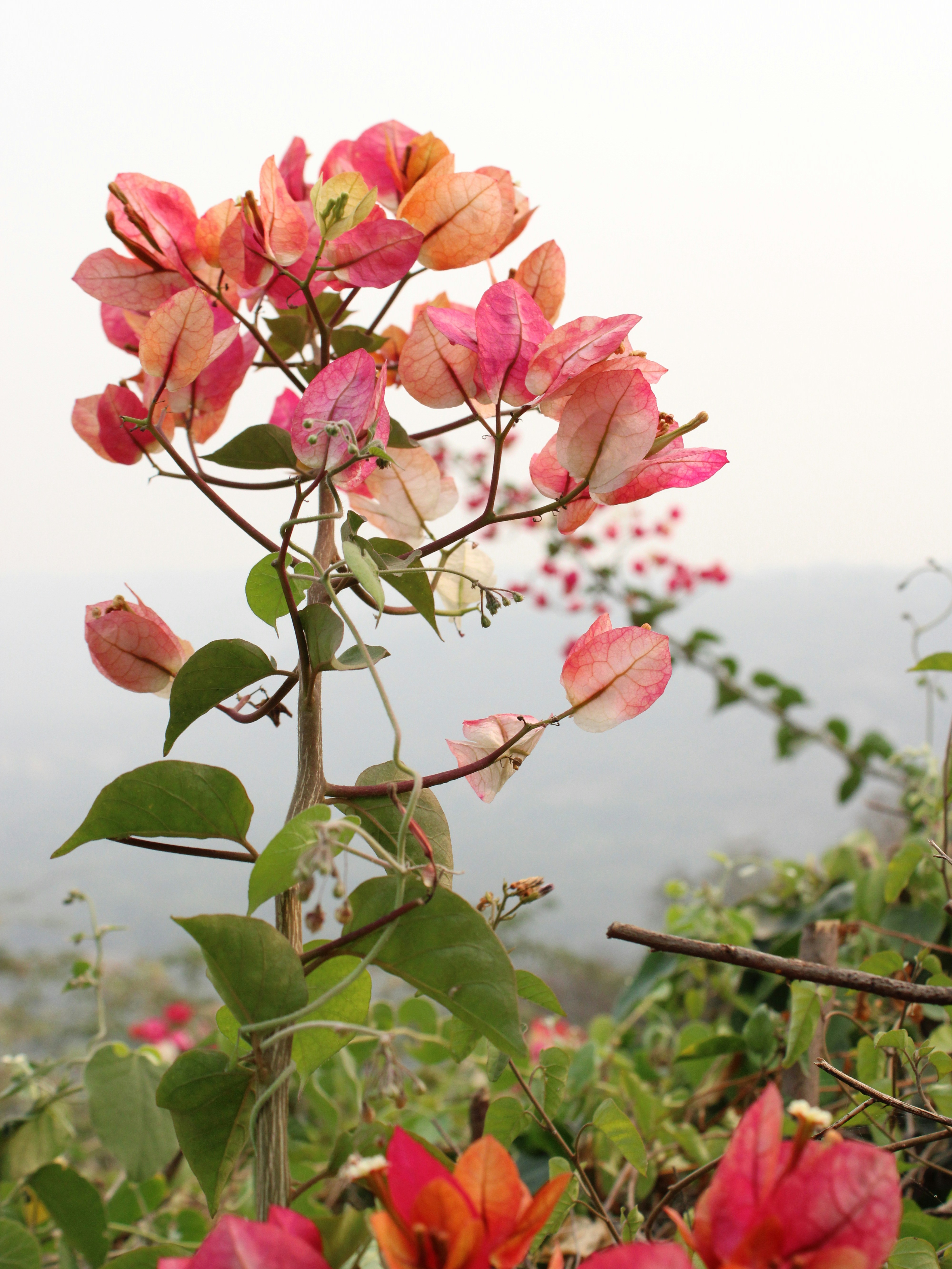 Pink bougainvillea blossoms cluster in sharp focus in the foreground, with a hazy hillside receding in the background.