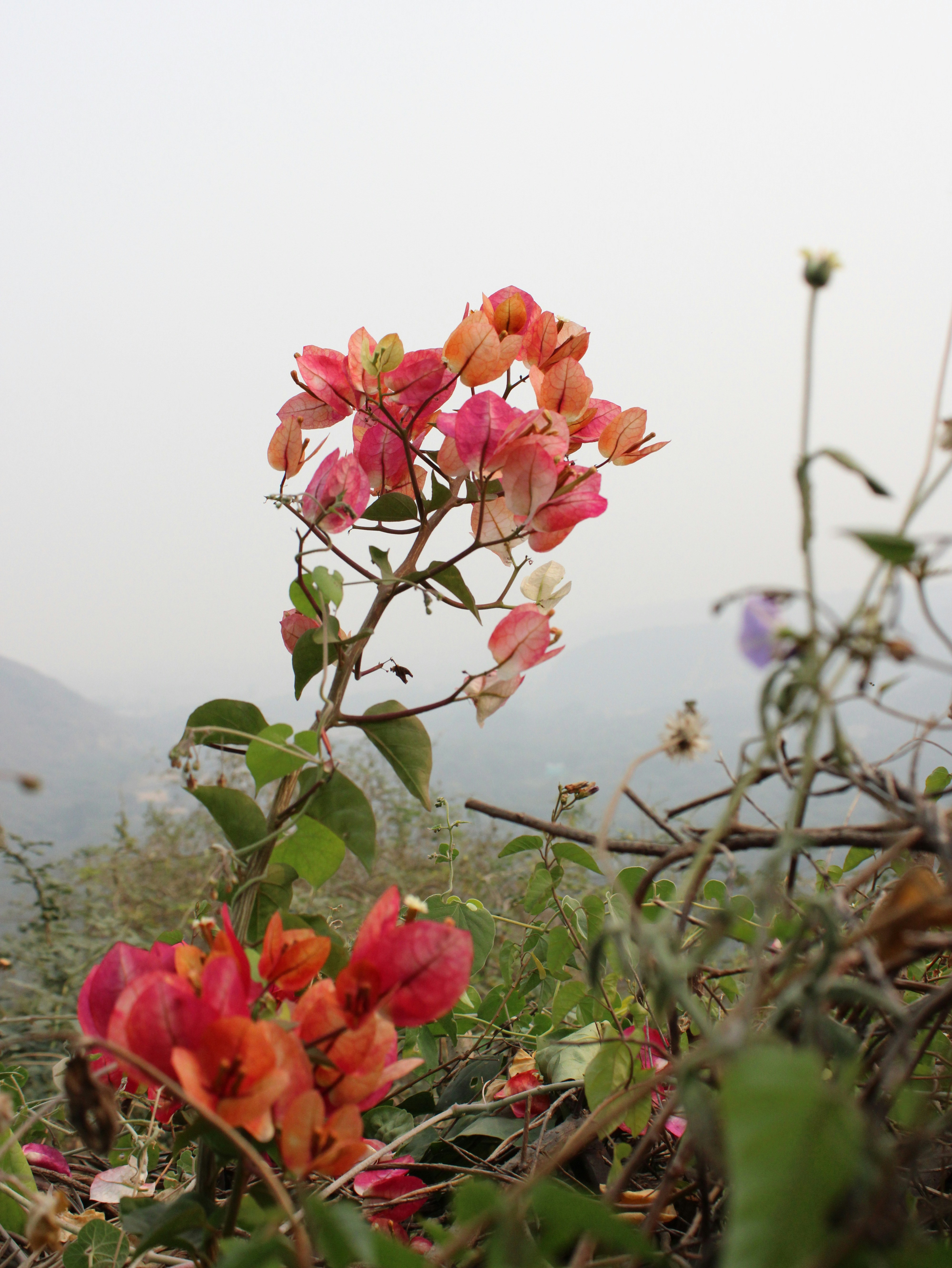 Whispers of Nature: Bougainvillea Blooms
