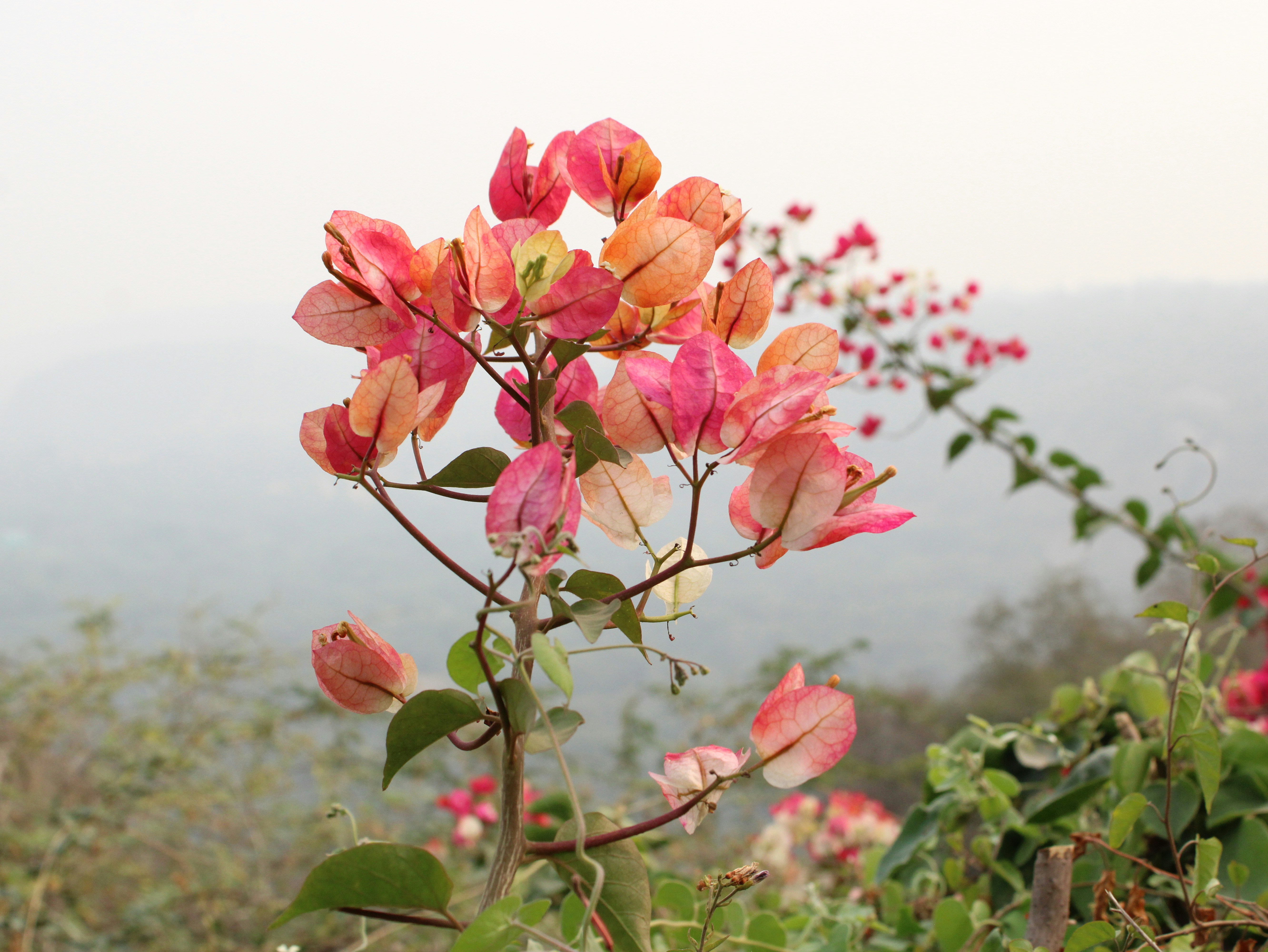 Whispers of Autumn in Bloom
