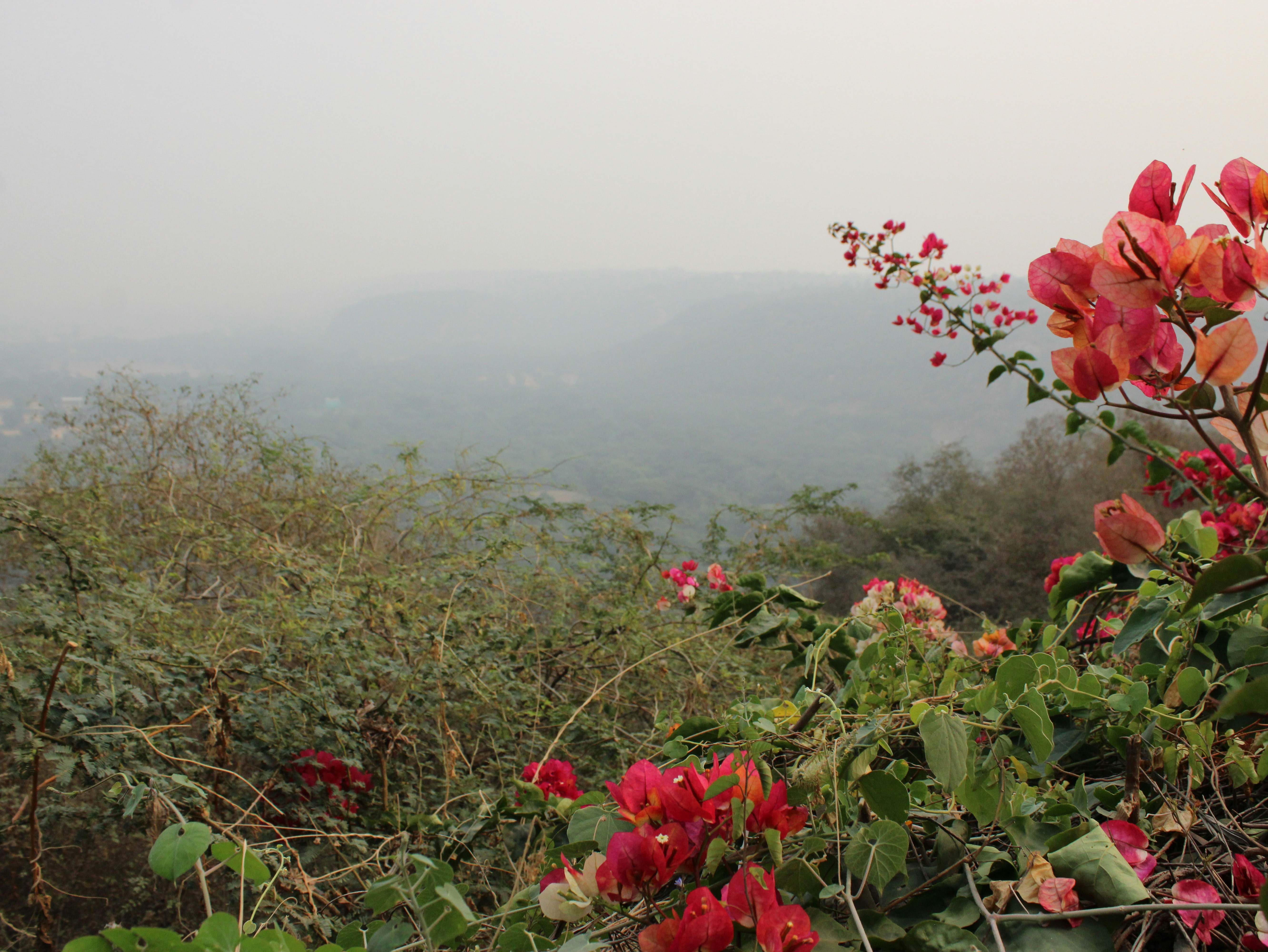 Bougainvillea at the Edge: Pink Blooms Framing a Misty Valley