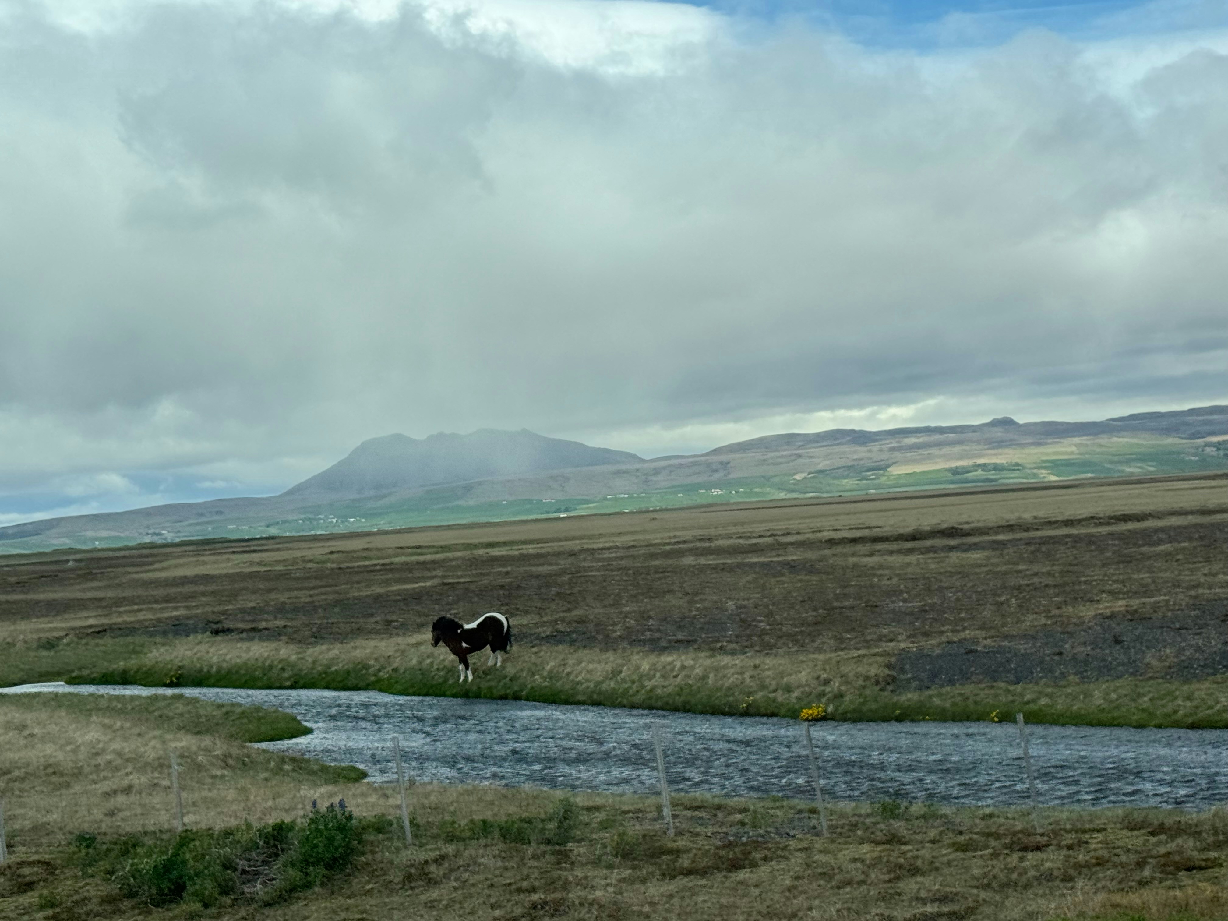 Herd in the Highlands: A Lone Horse Beneath Expansive Skies