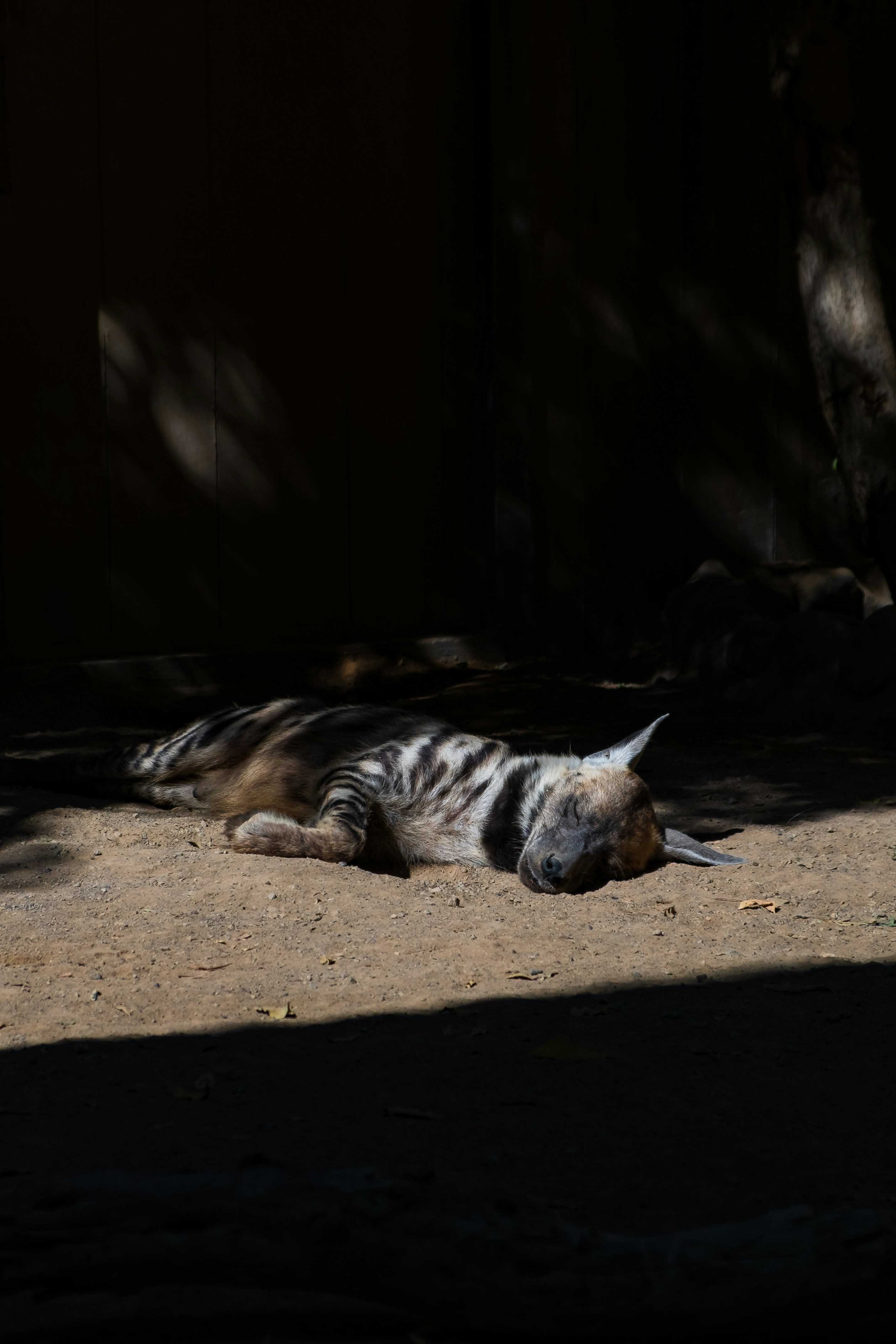 Dappled Silence: A Zebra Resting in Shadow