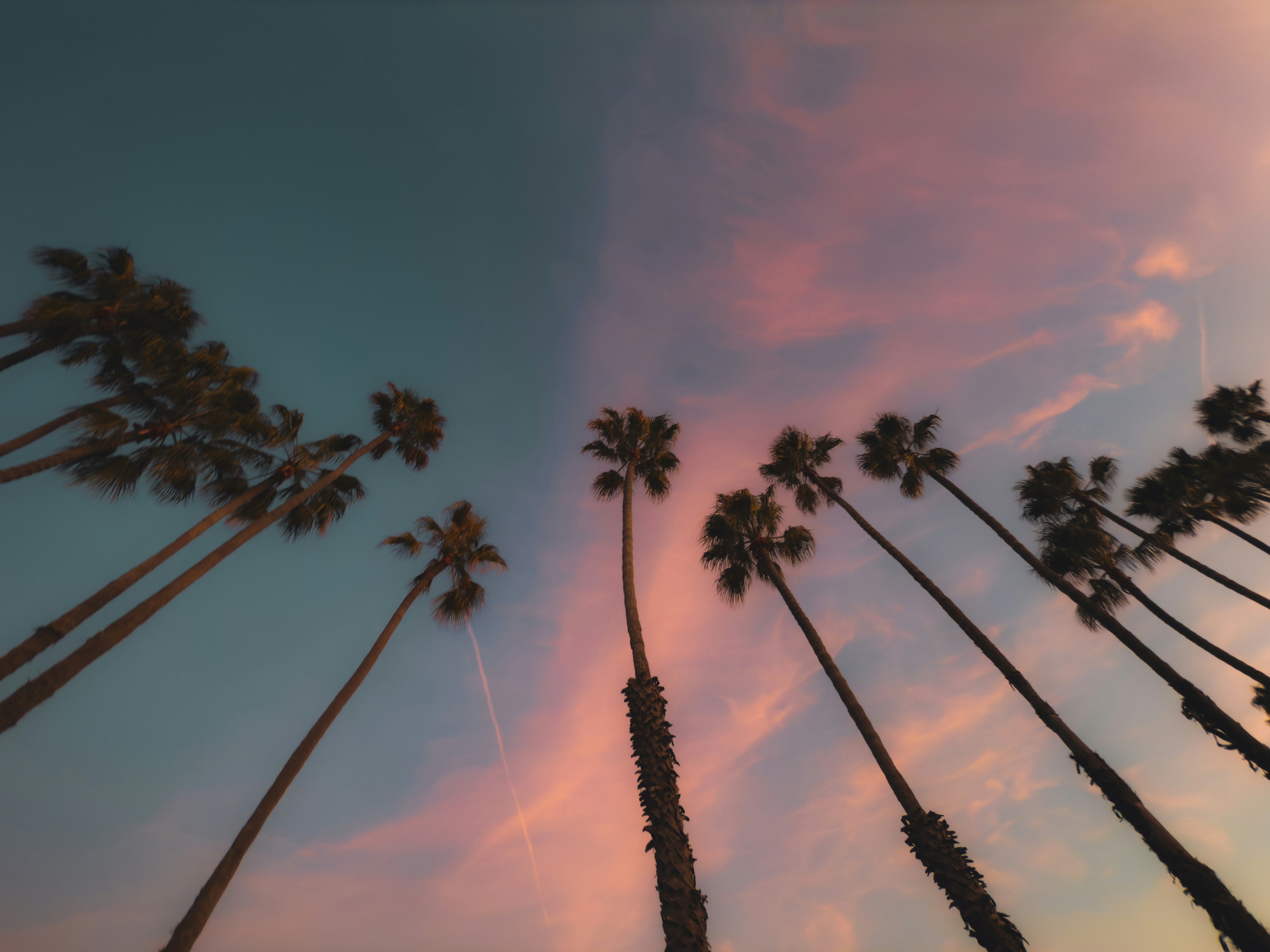 Tall palm trees reaching towards a colorful twilight sky, blending hues of pink and blue.