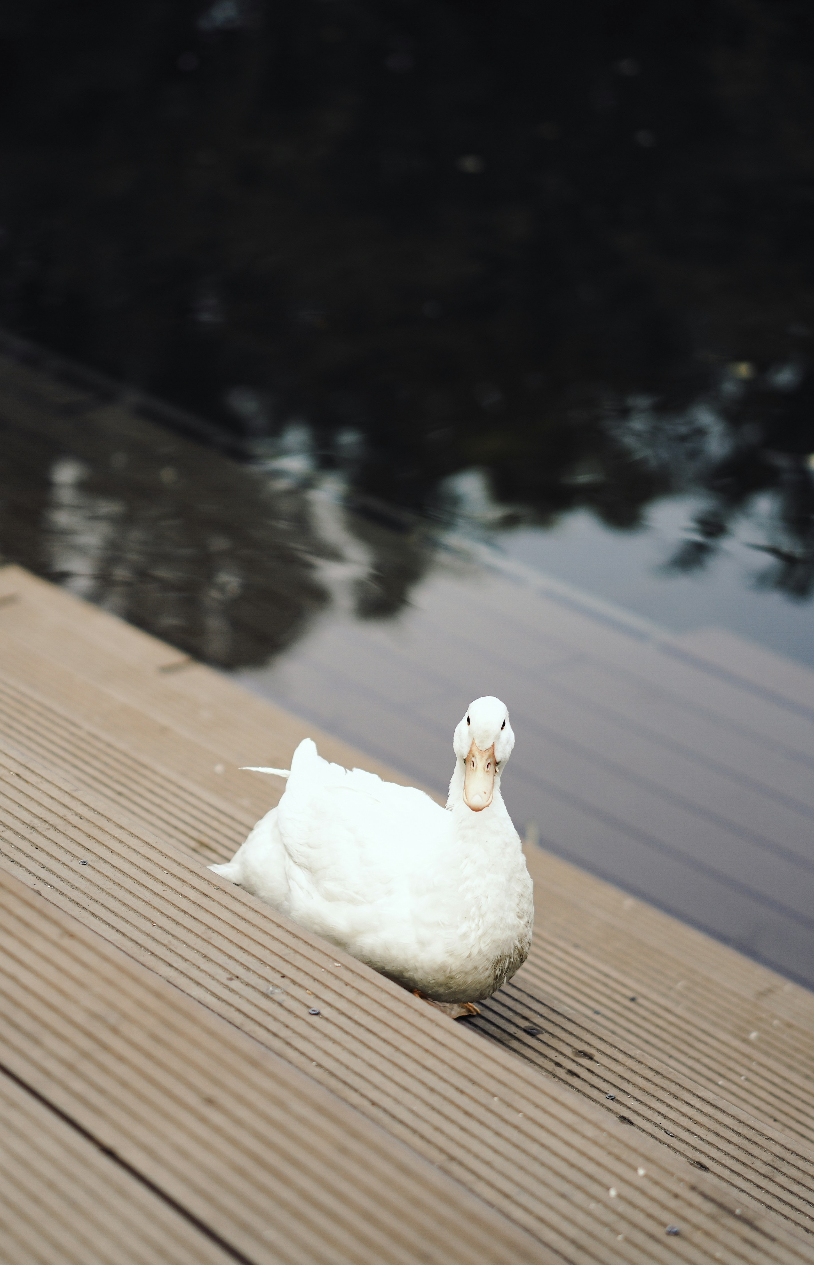 A white duck sitting on a dock next to a body of water photo – Free ...