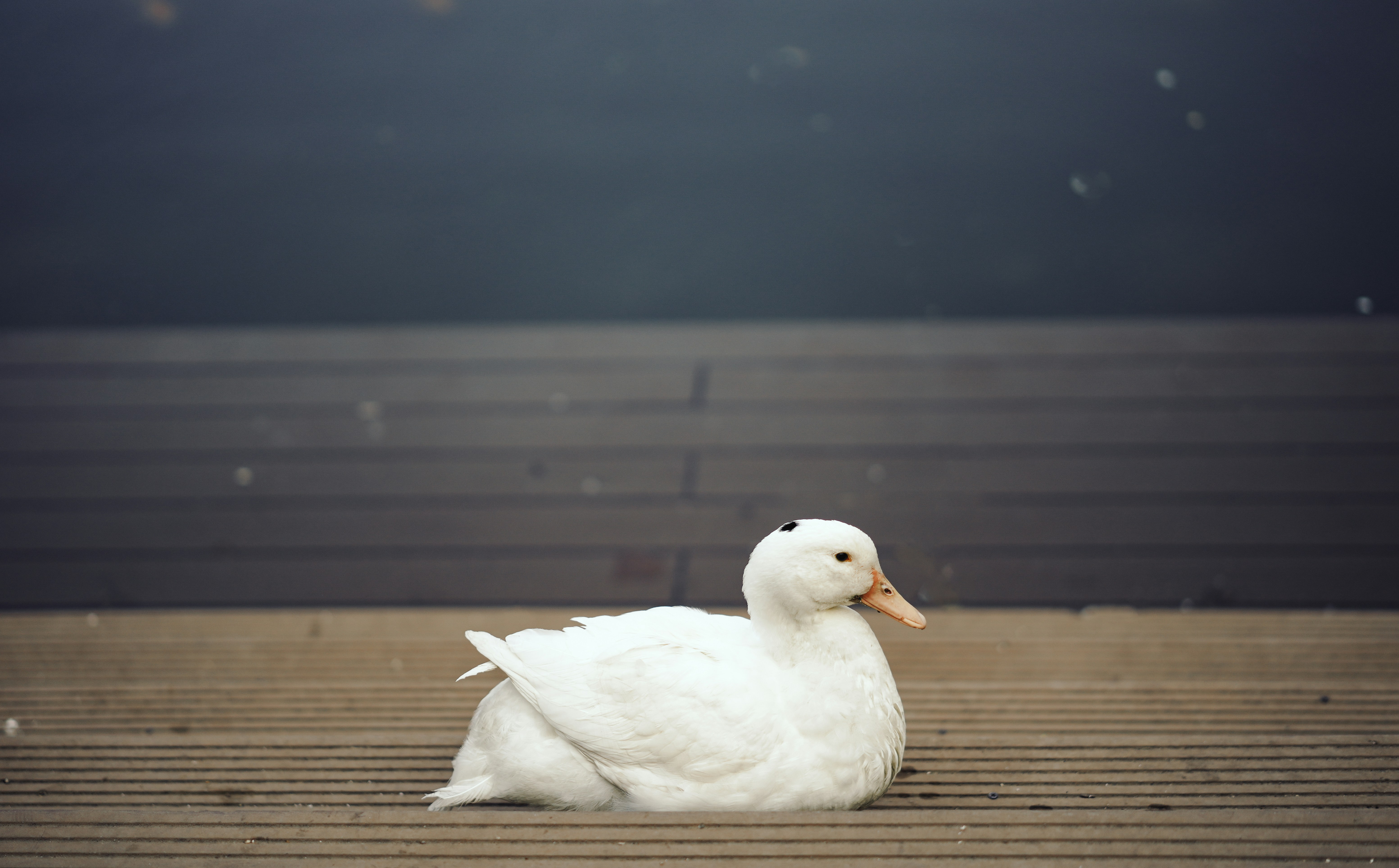 Solitary White Duck on a Weathered Deck Amid Gentle Snow
