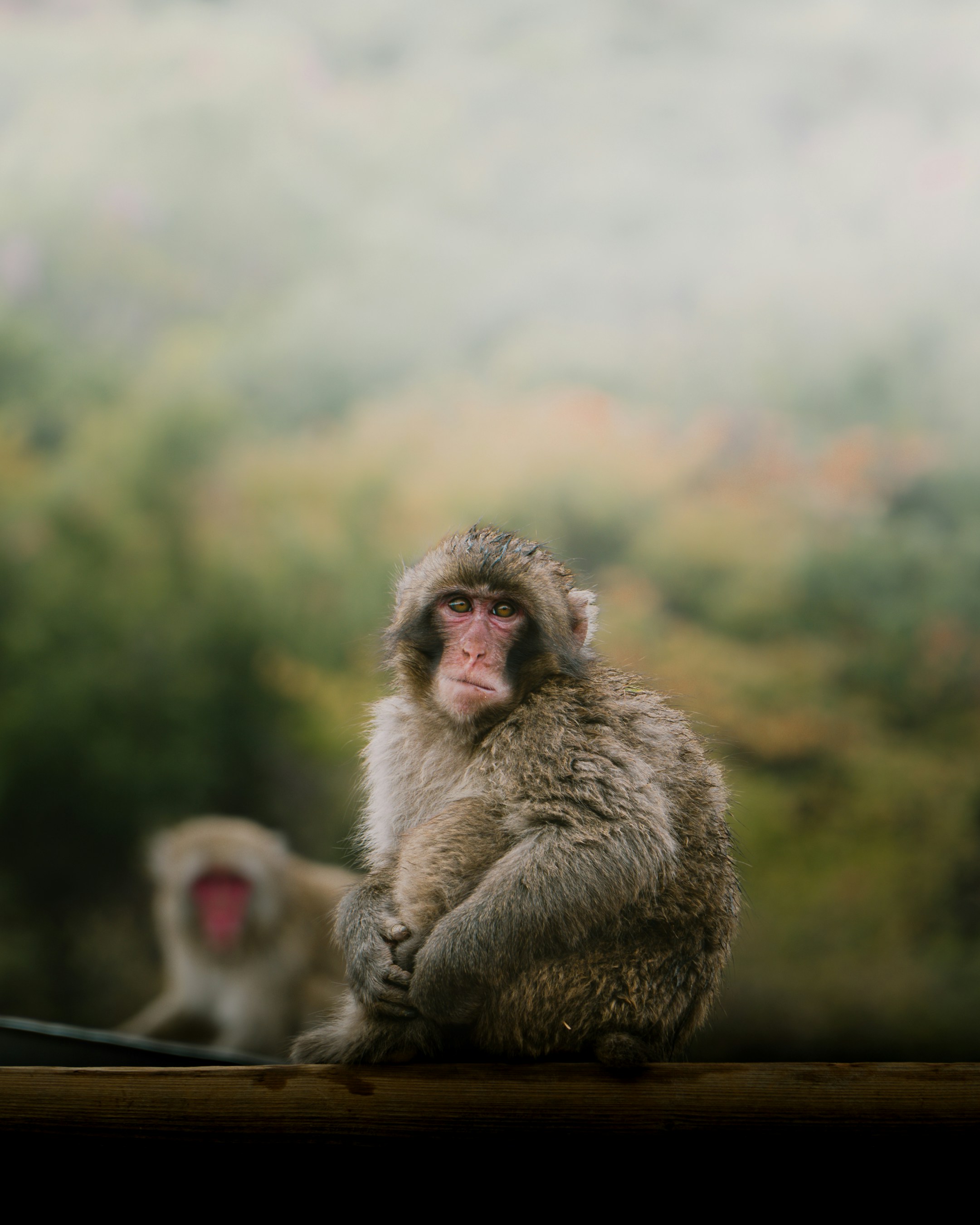 Una pareja de monos sentados encima de una mesa de madera foto – Imagen ...