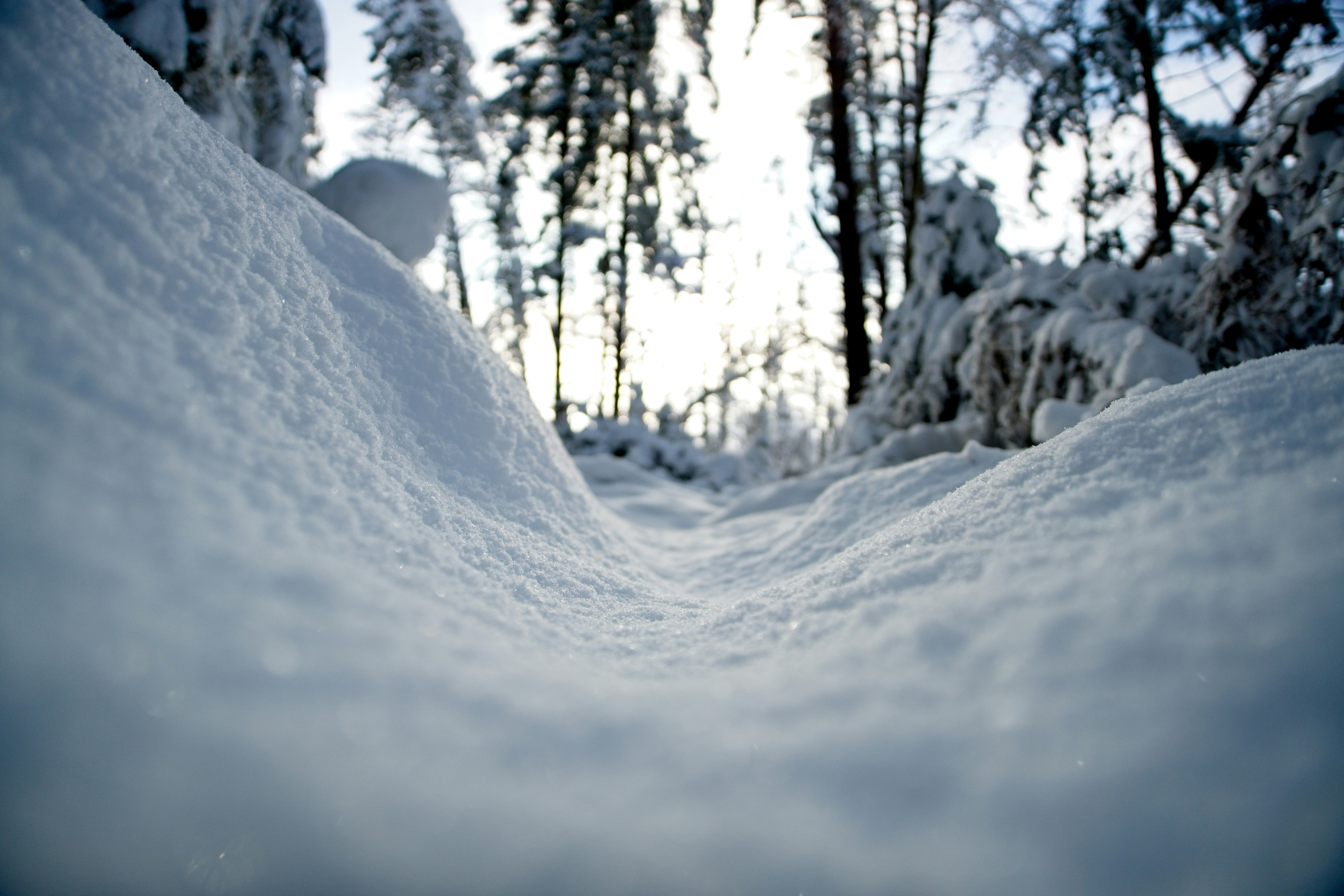 Snow-covered path winding through a serene forest, with trees silhouetted against the soft light of dawn.