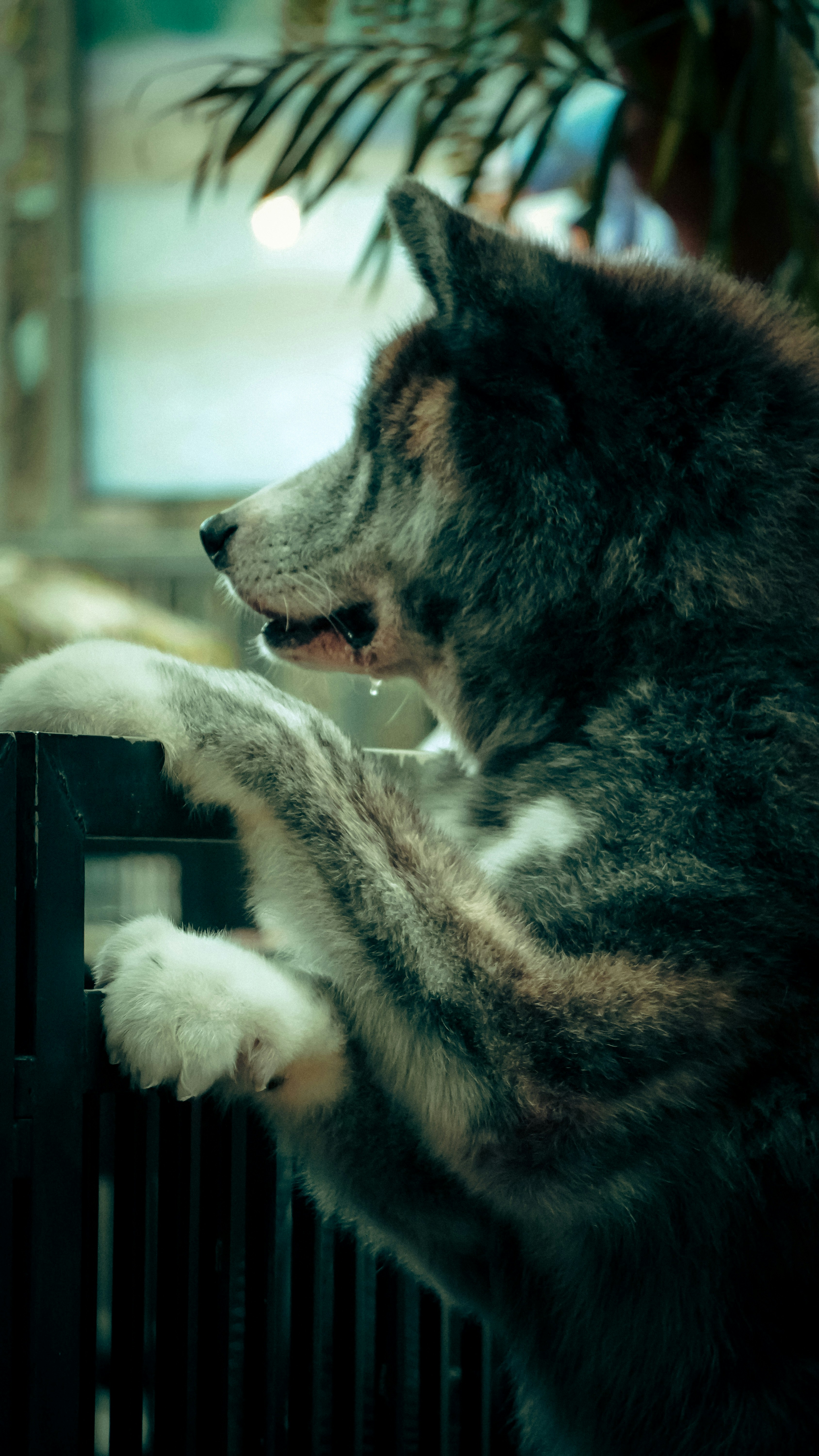 Husky at the Rails: a poised profile against a dim, leafy backdrop