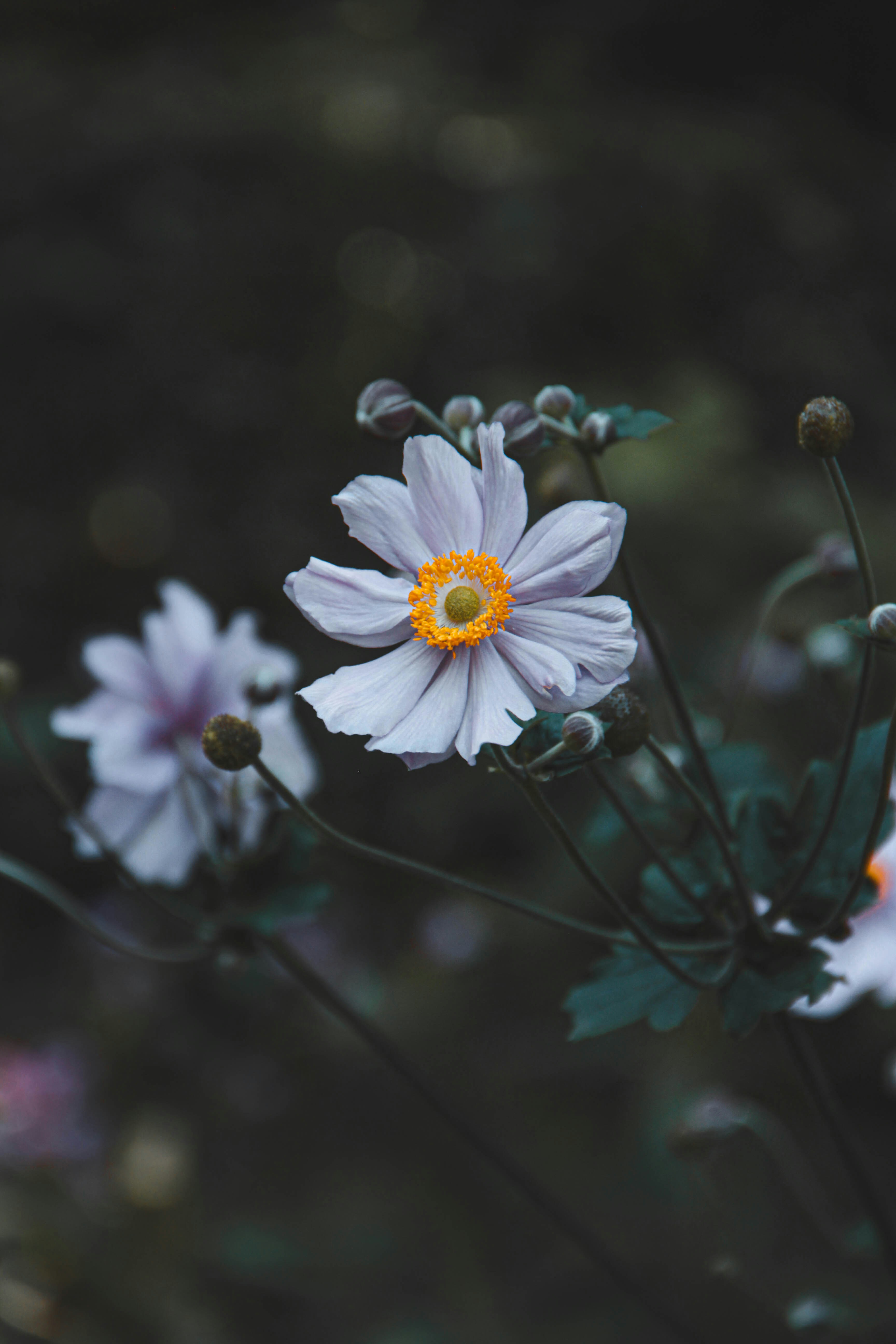 Whispers of a Floral Dreamscape