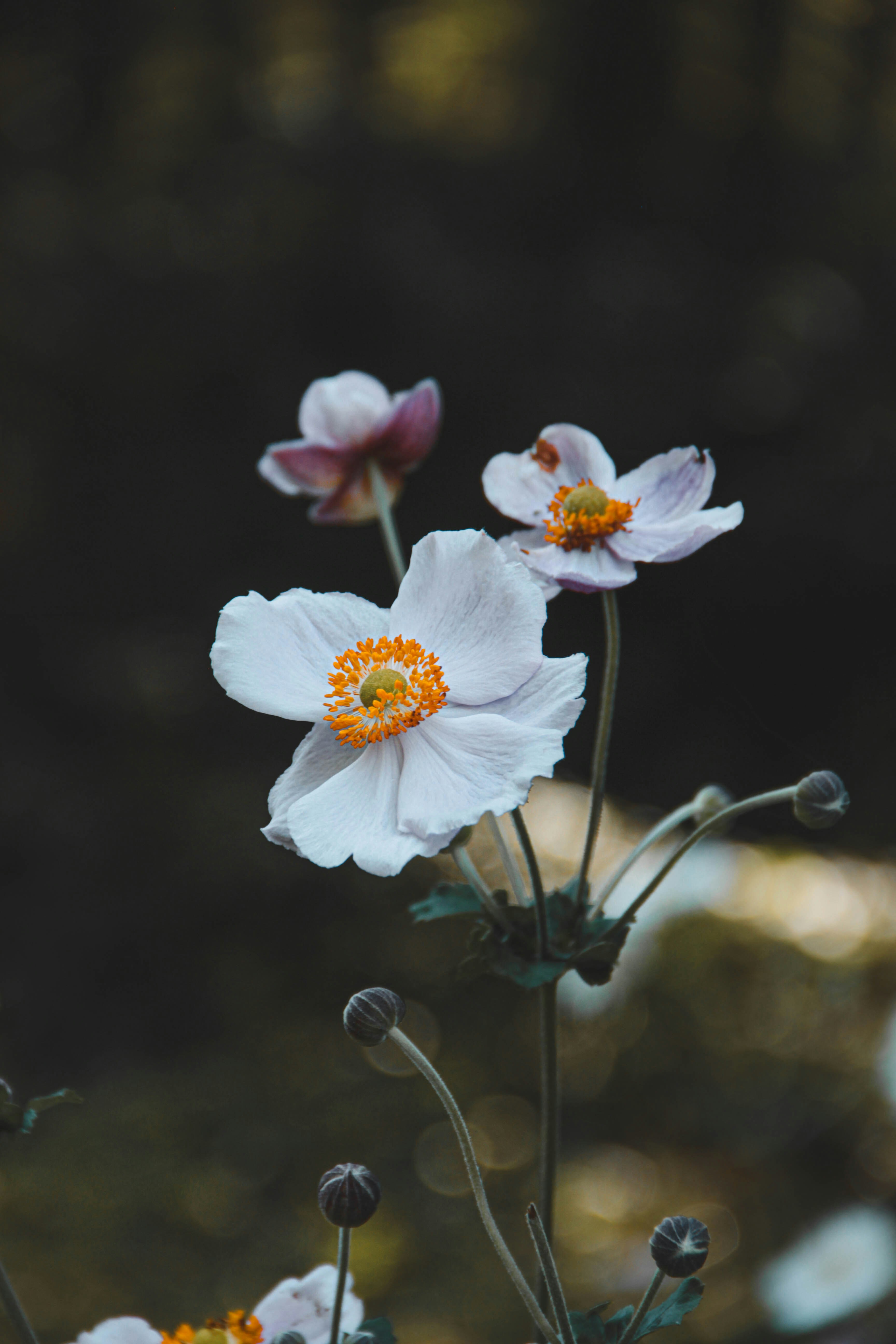 A group of white flowers with orange centers photo – Free Flowers ...