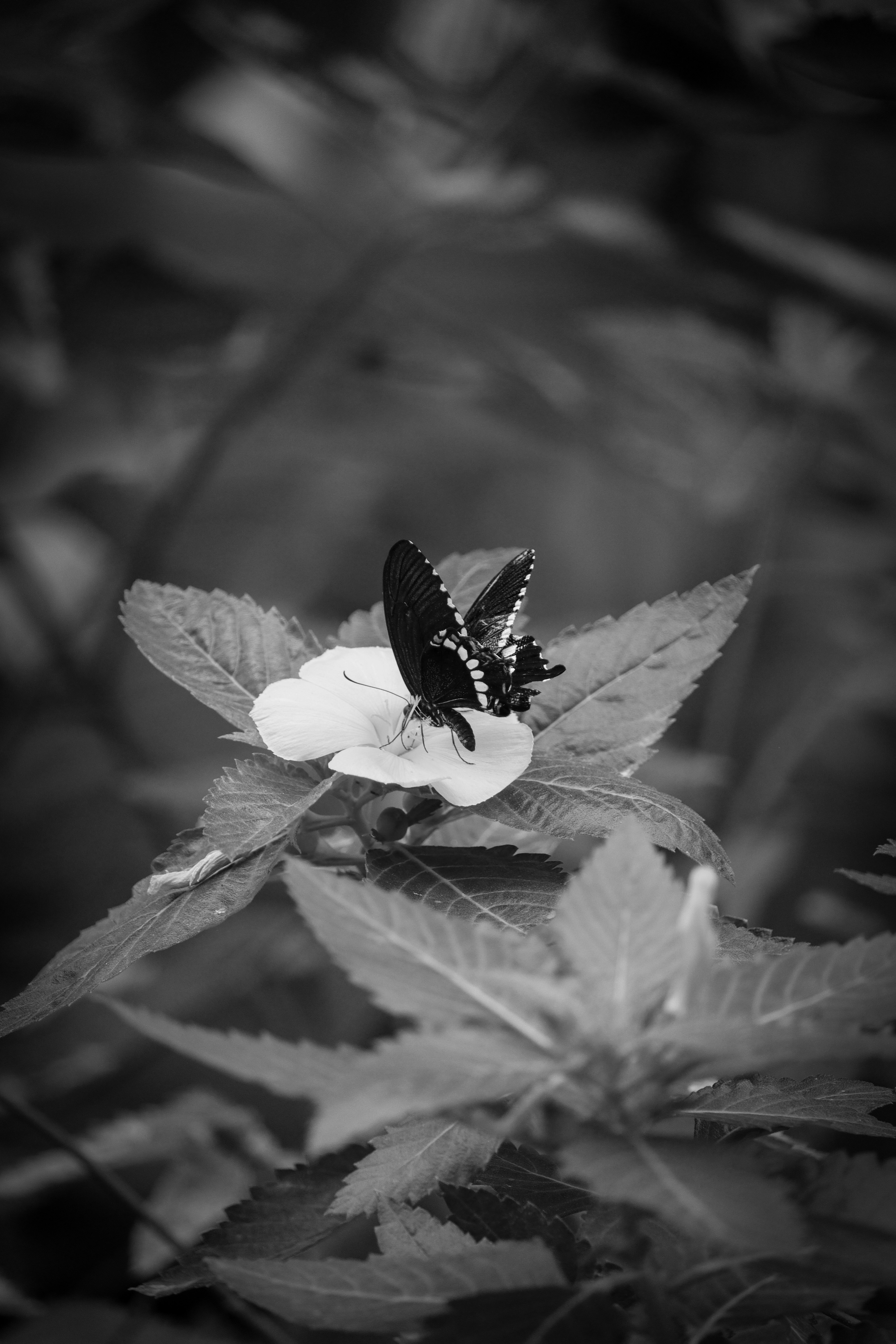 Monochrome Moment: Butterfly Resting on a White Blossom