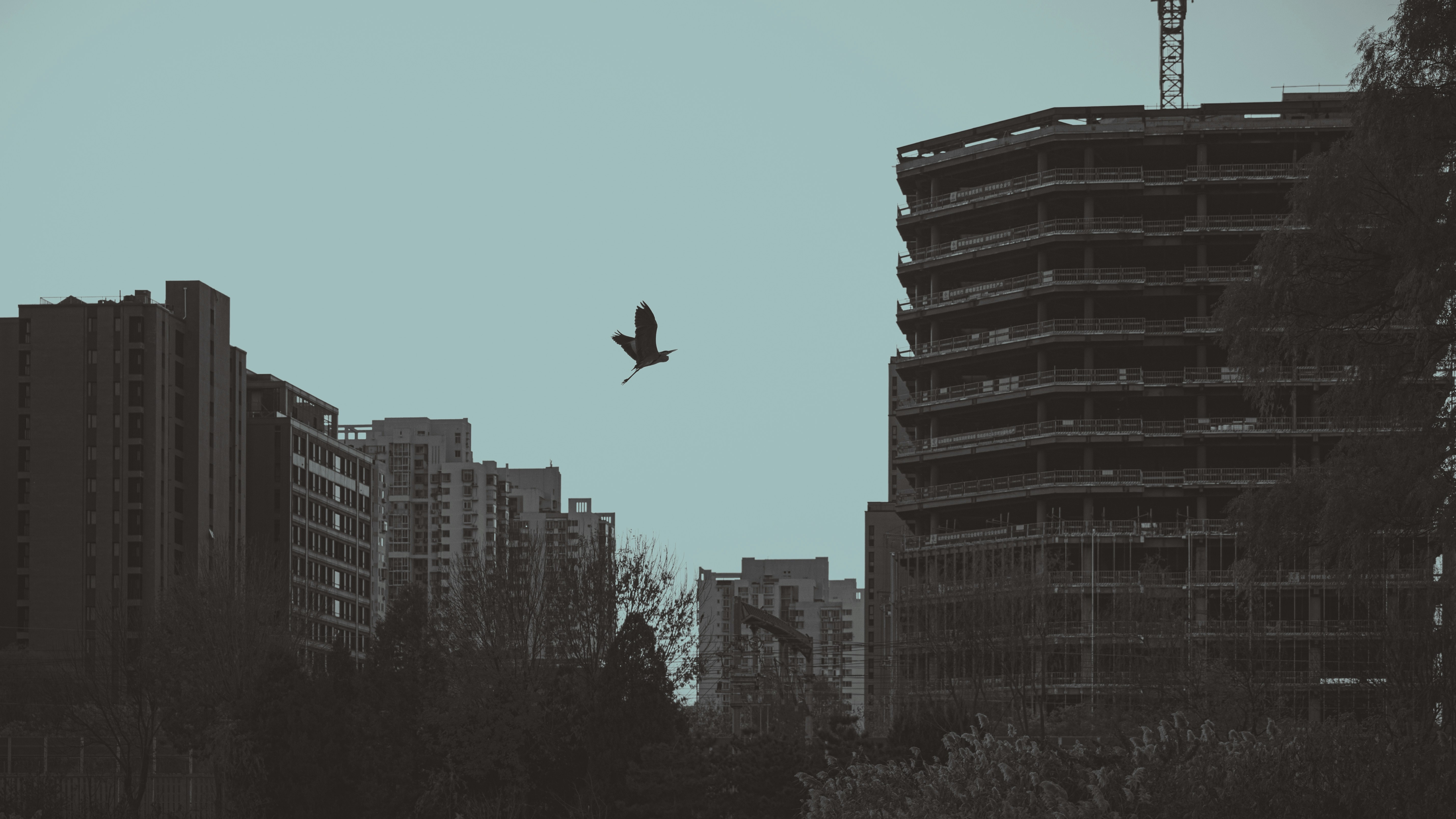 Bird in Transit Above a City Under Construction