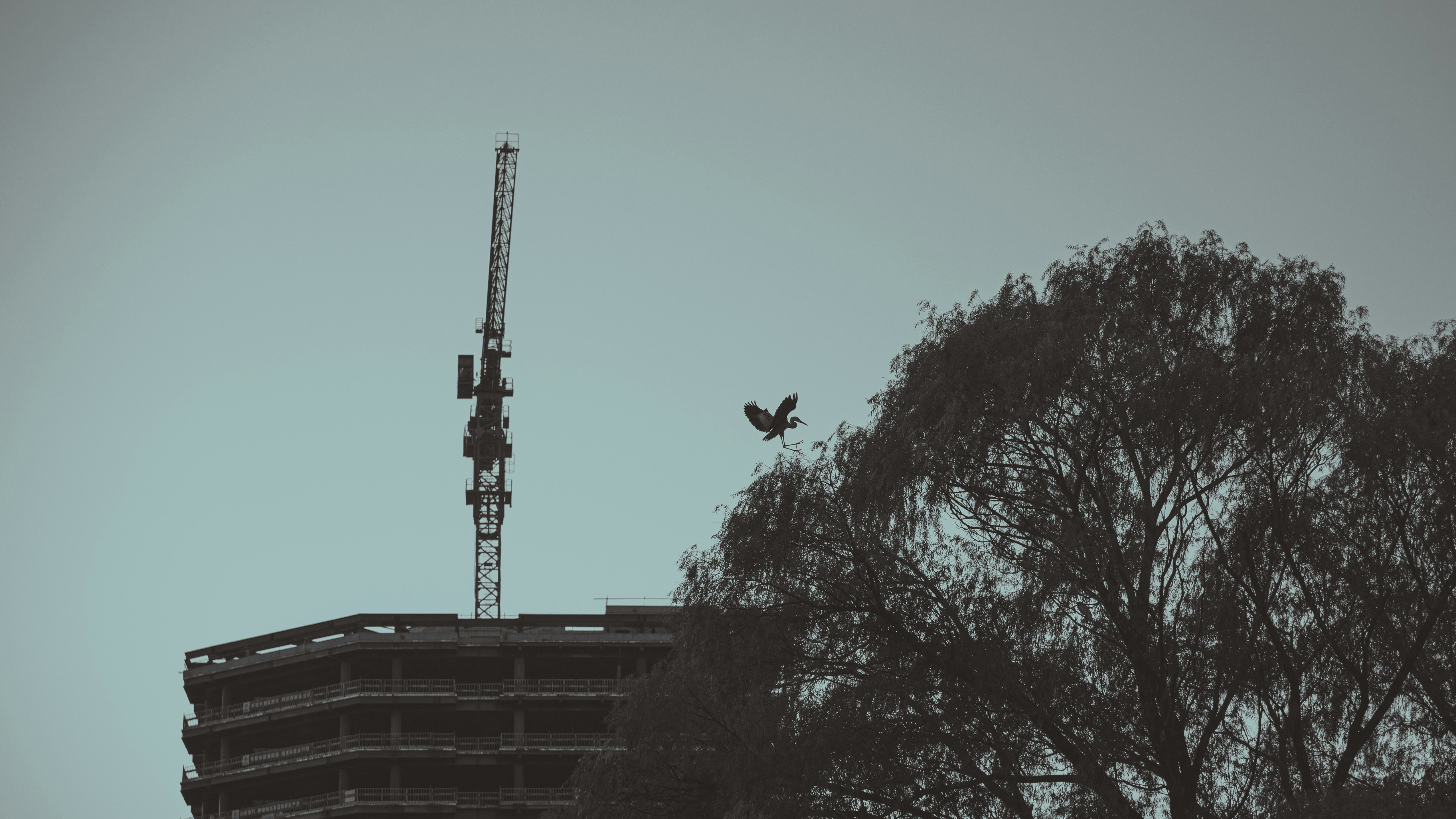 Flight Between Steel and Shade: A Bird Skims the City Skeleton