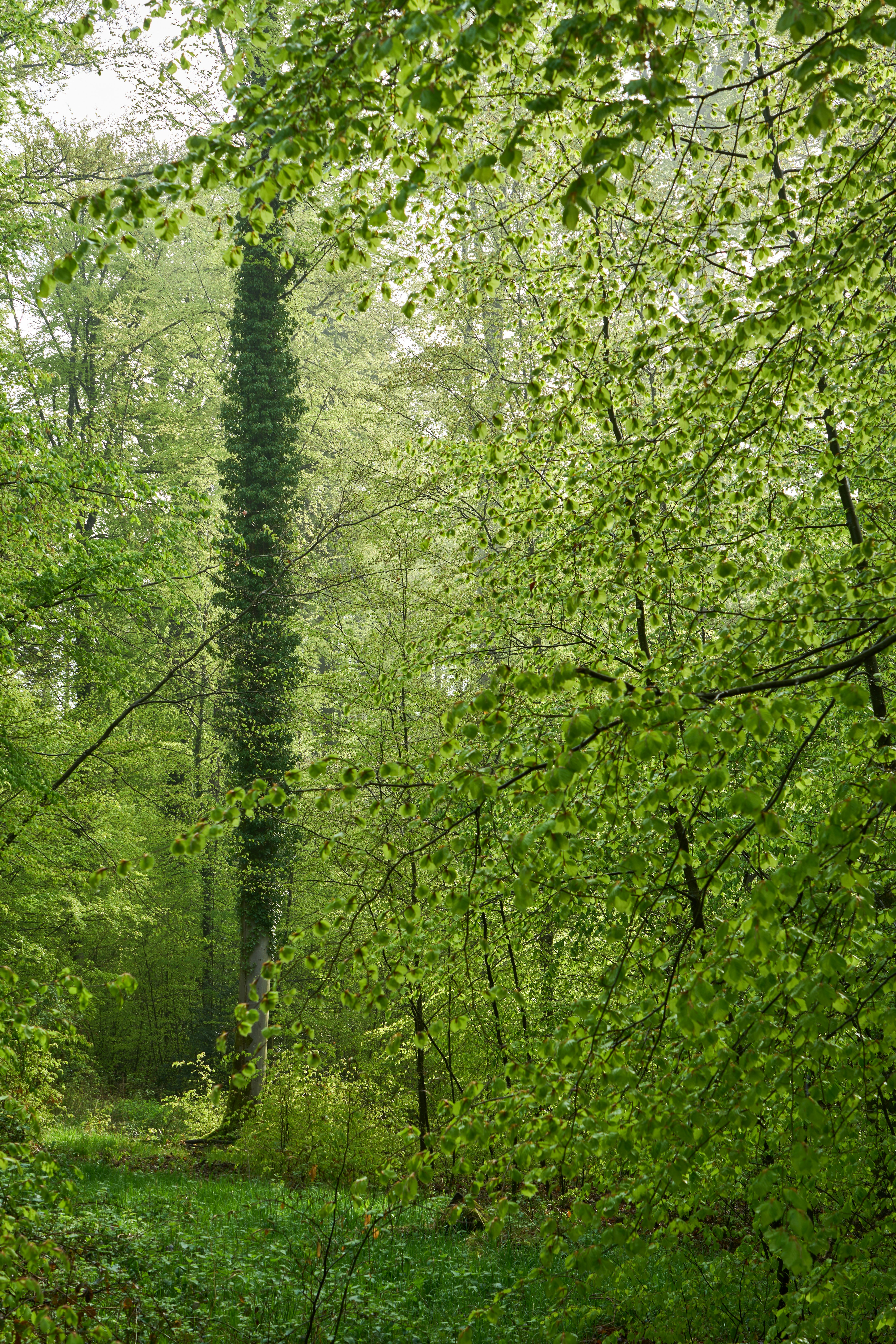 Ivy-Clad Trunk Rising Through a Lush Green Forest