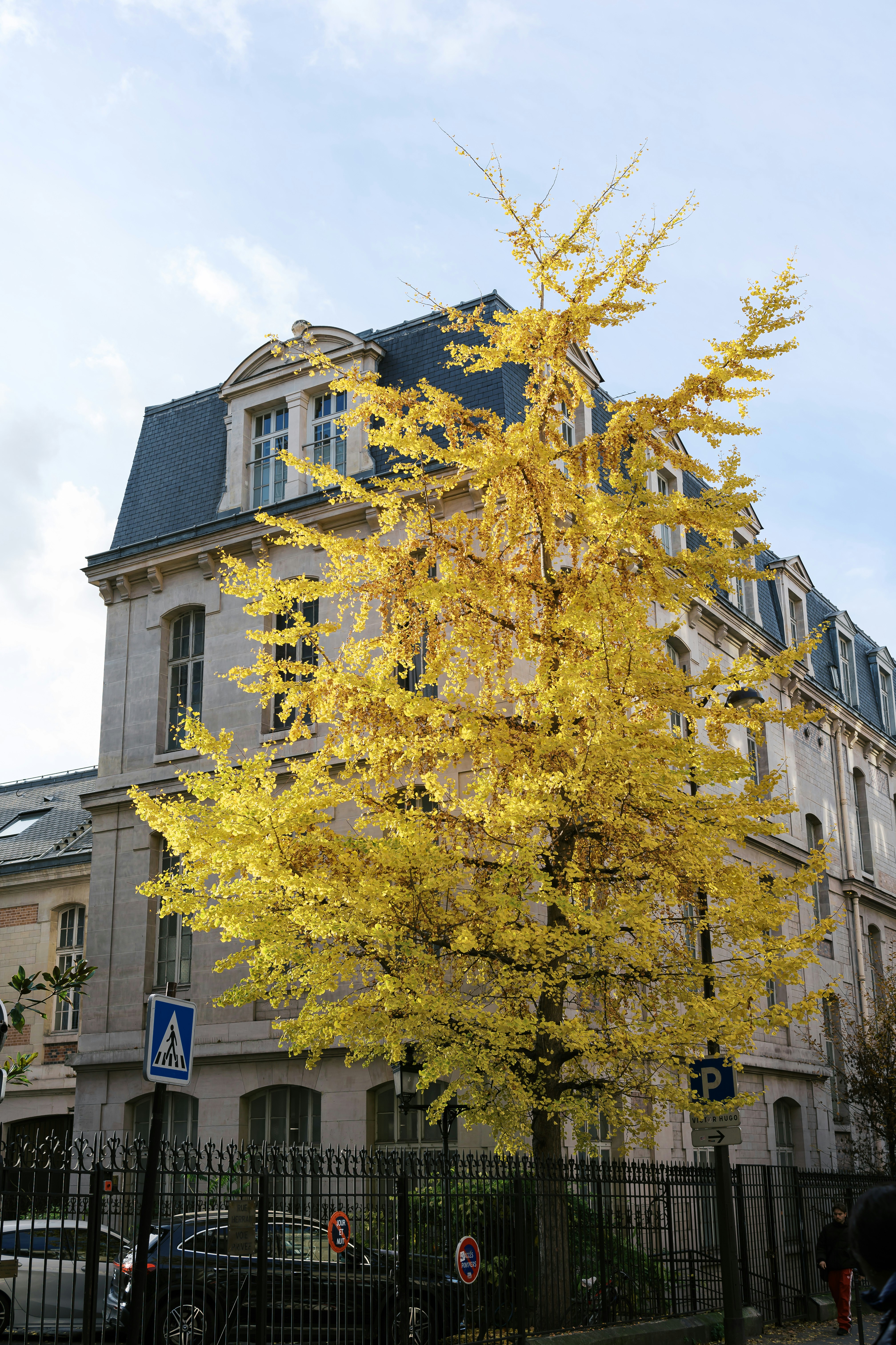 Gold-Gilded Ginkgo Framing a Historic European Façade