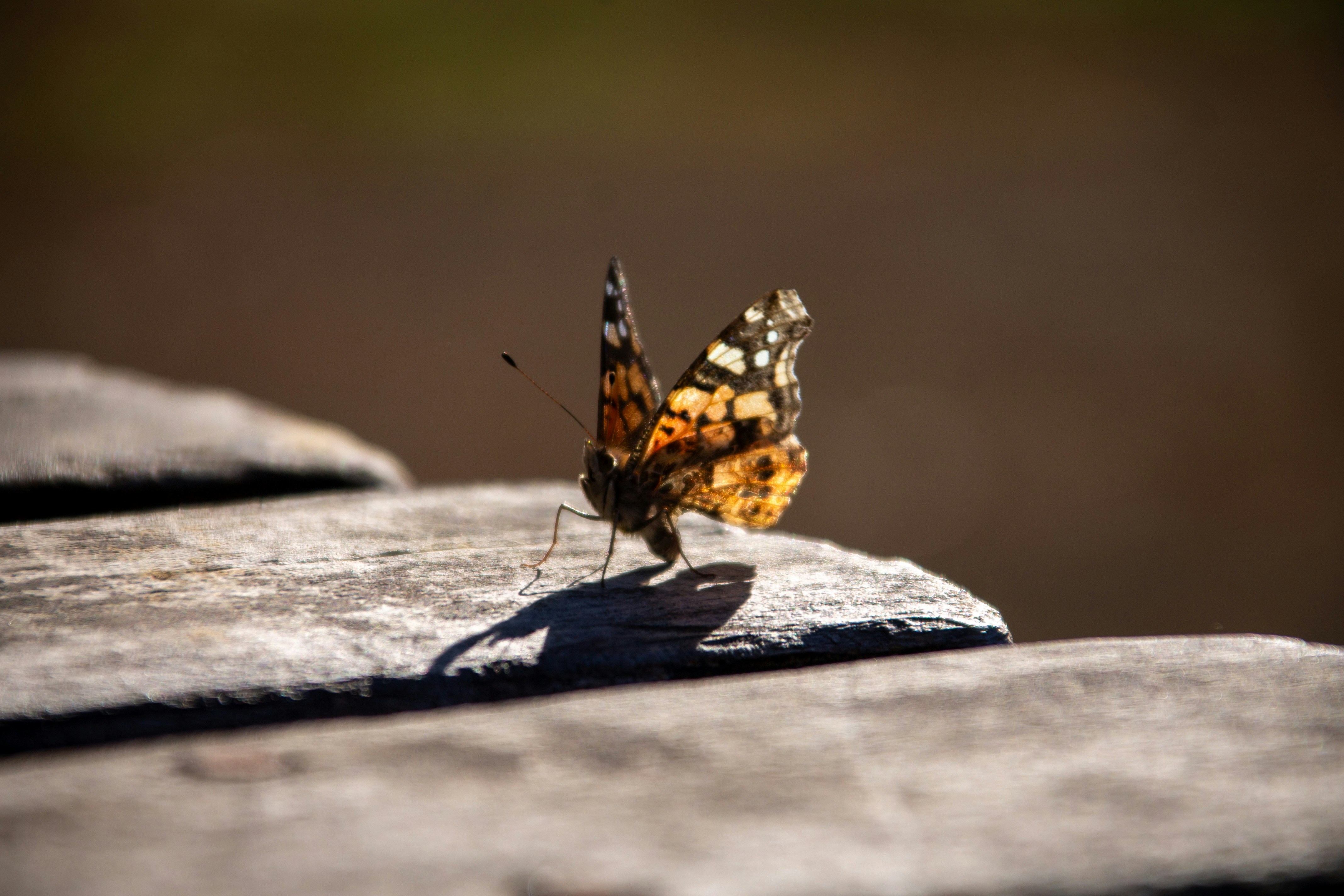 Butterfly at the Edge: Studied Silence on Weathered Wood