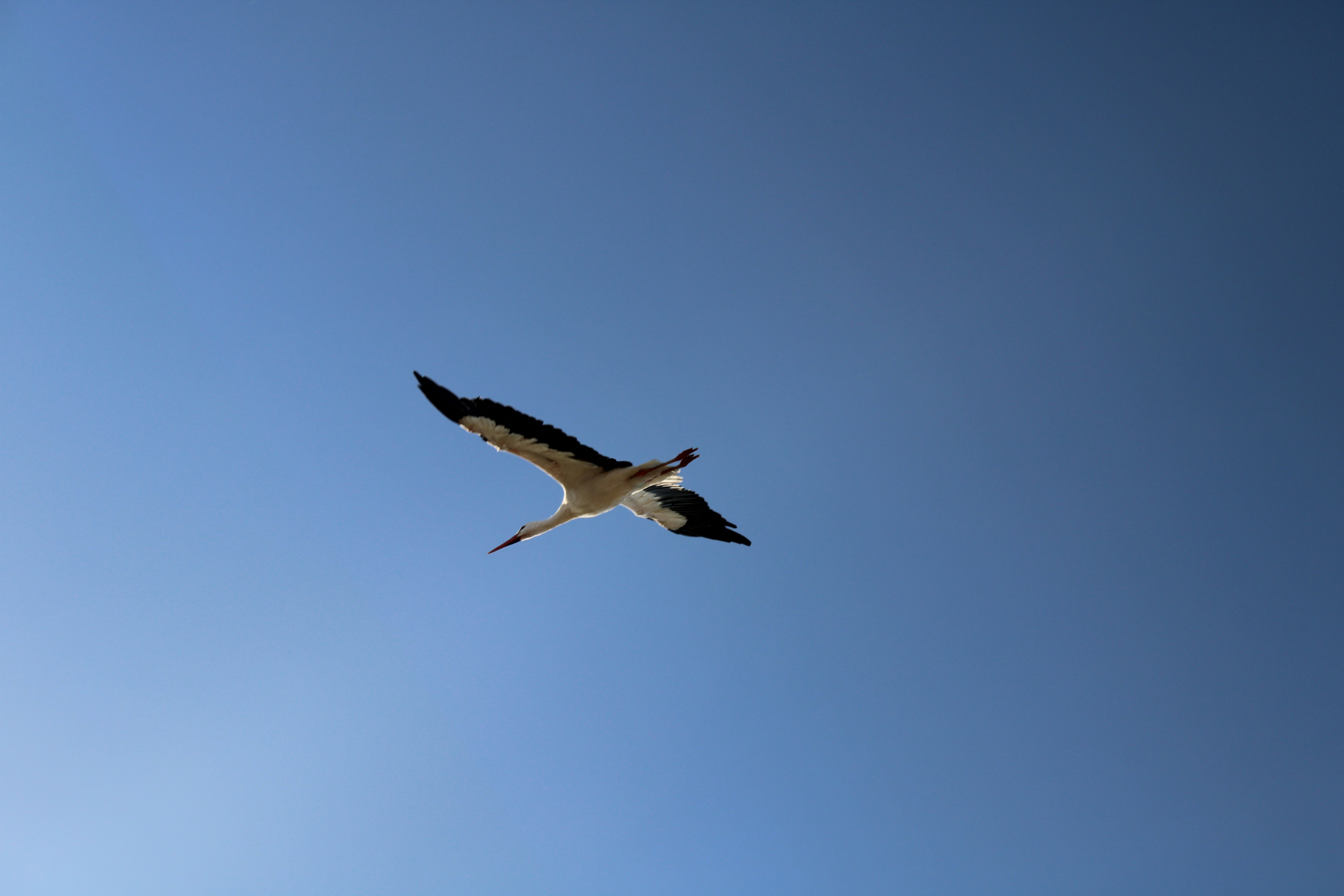 Is Airbus Wild Goose An Actual Bombini Guzini Plane Pictures | Download ...