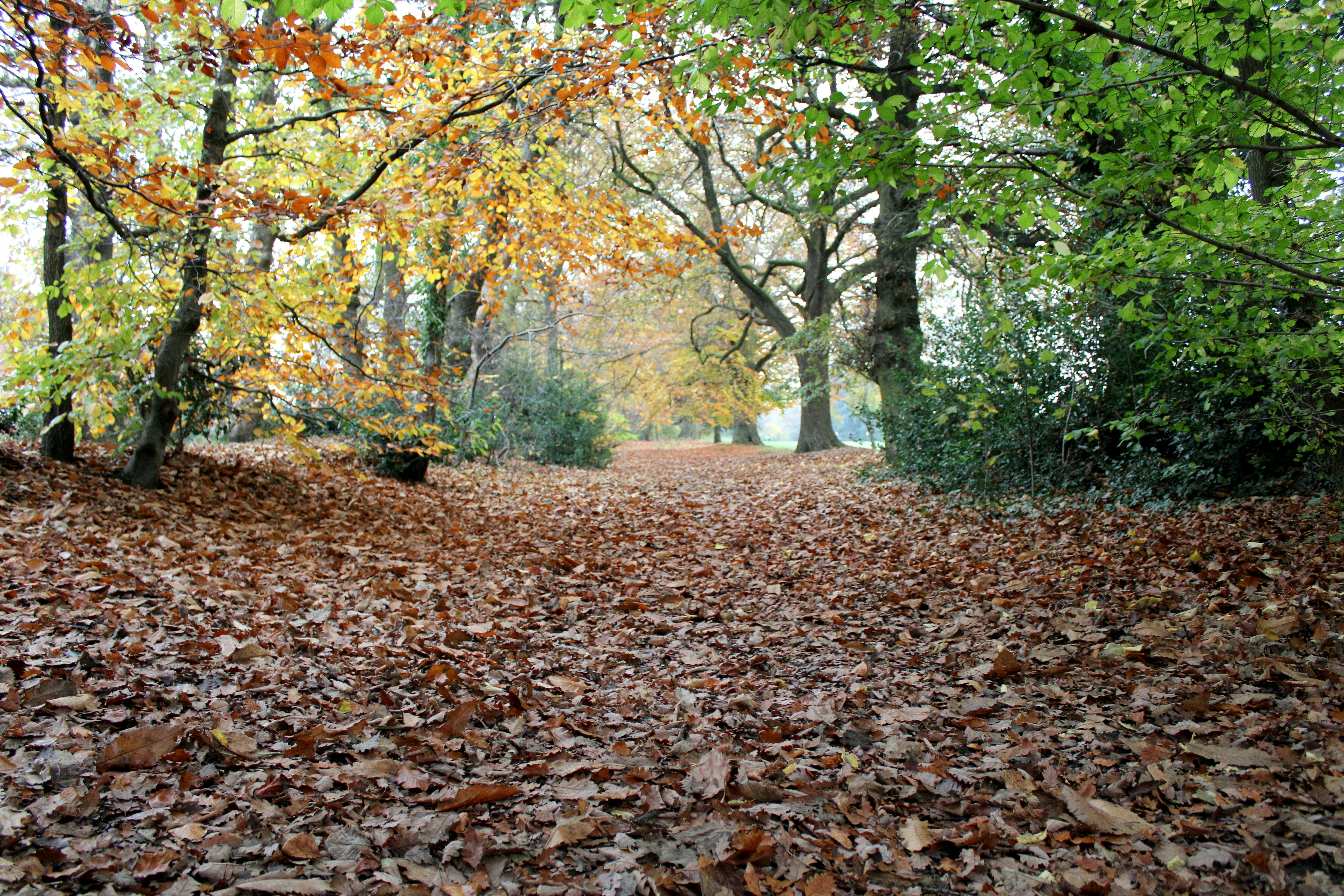Autumn Pathway: A Leaf-Covered Corridor Through Distant Light