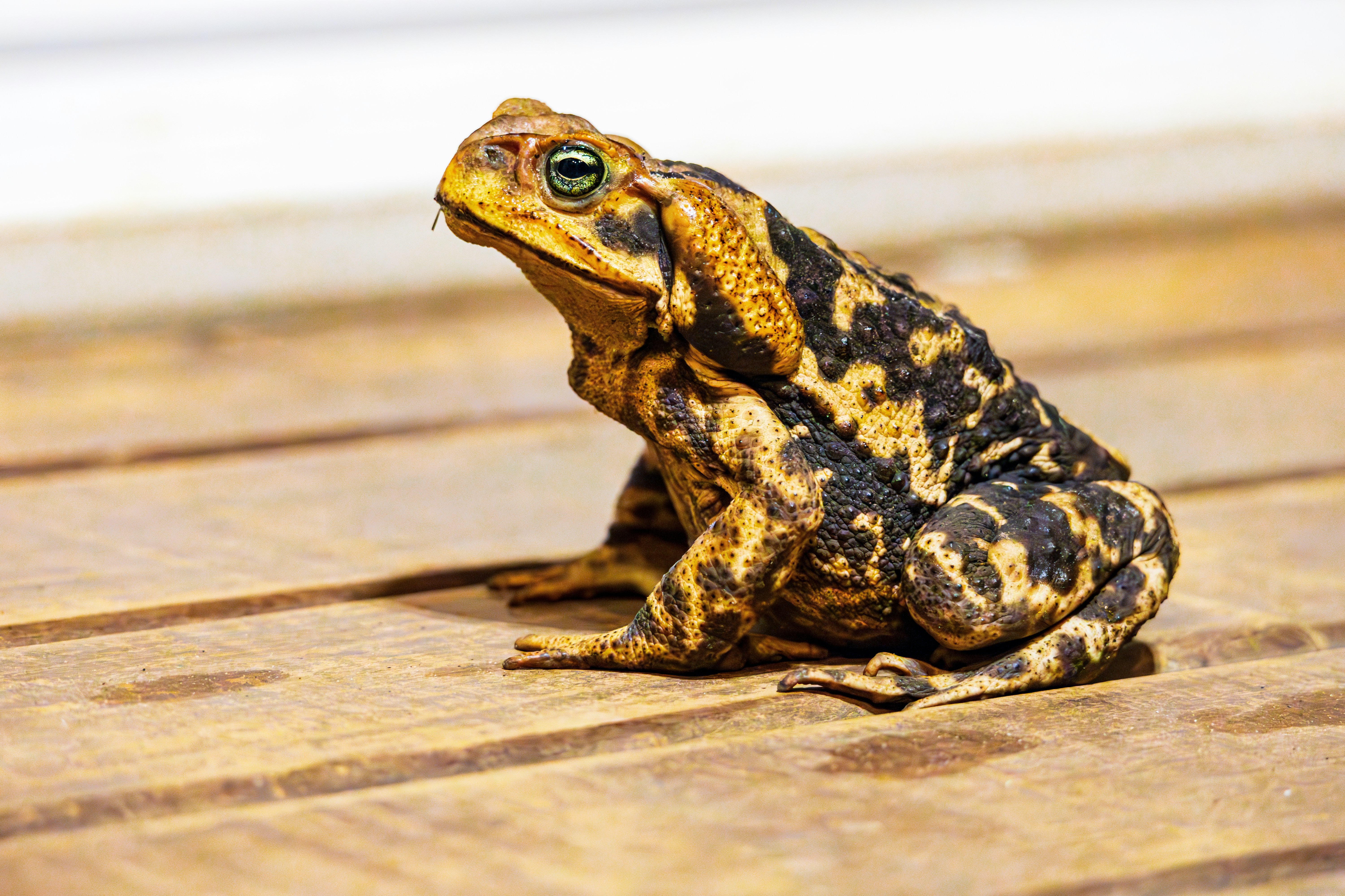 A brown and black frog sitting on top of a wooden floor photo – Free ...
