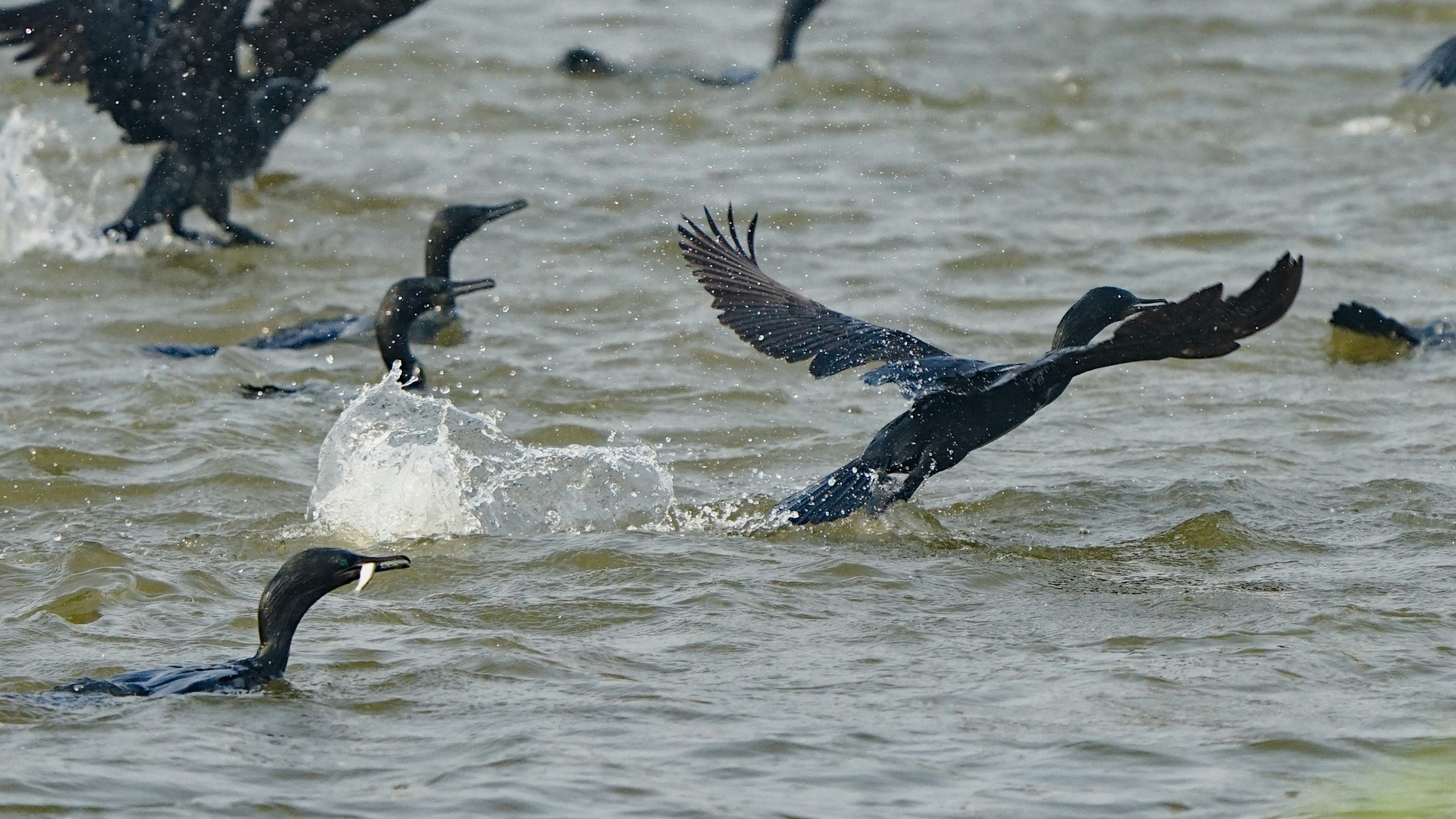 Wingbeat Heralds: Flight Initiation at a Choppy Shore