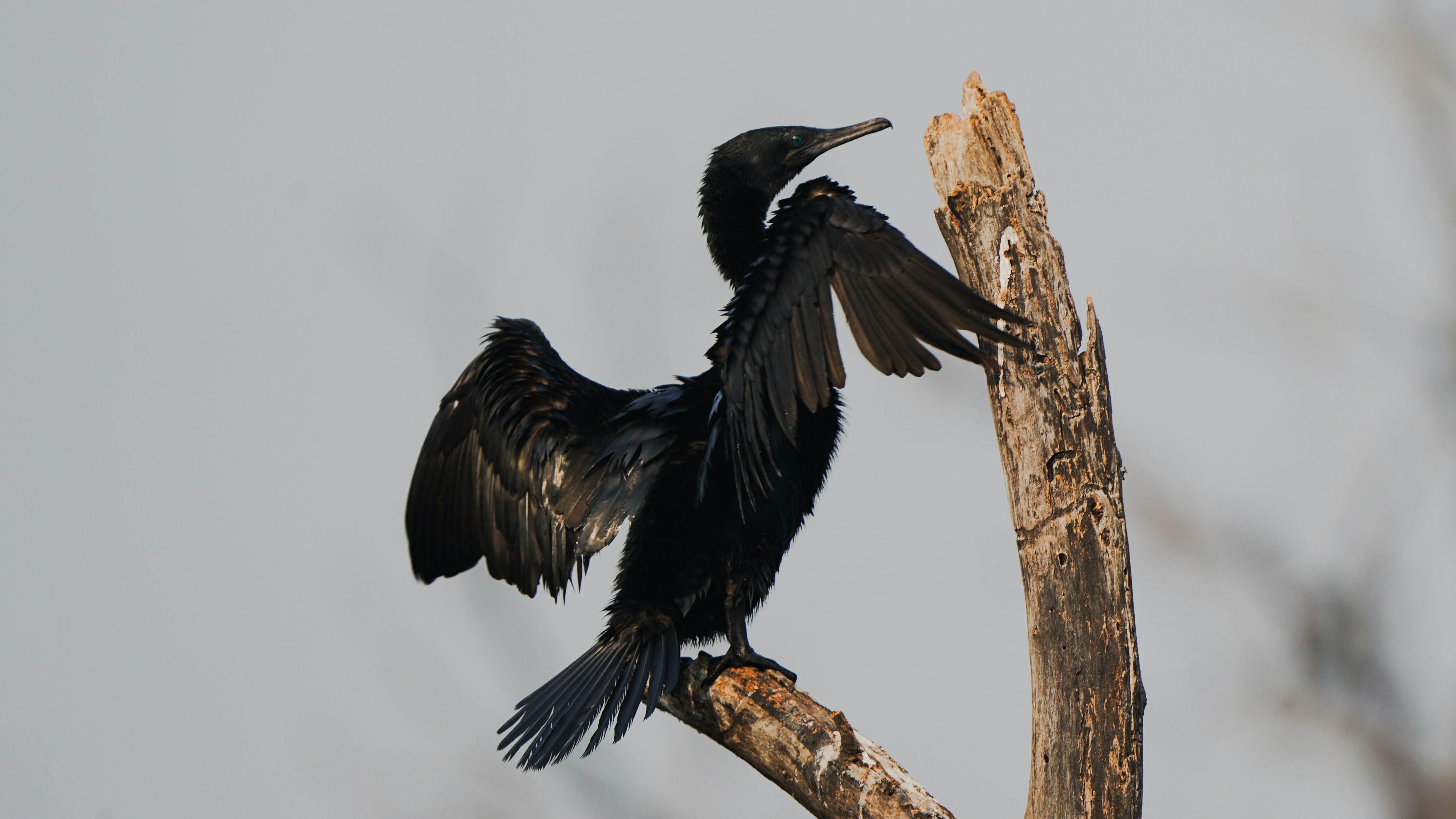 Wings in Suspension: A Black Cormorant Pauses on a Weathered Branch