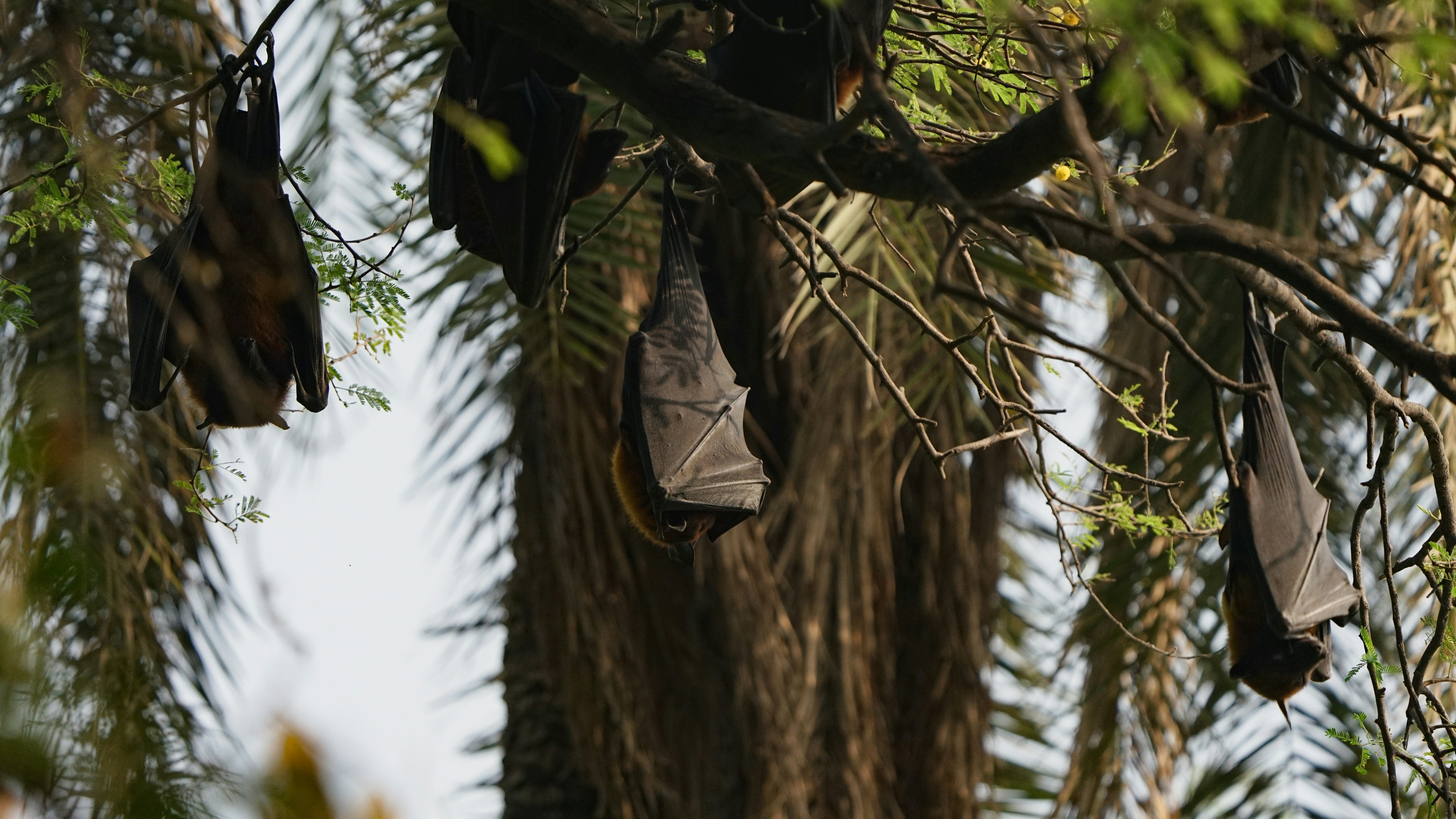 Fruit bats hanging from tree branches in dappled sunlight.