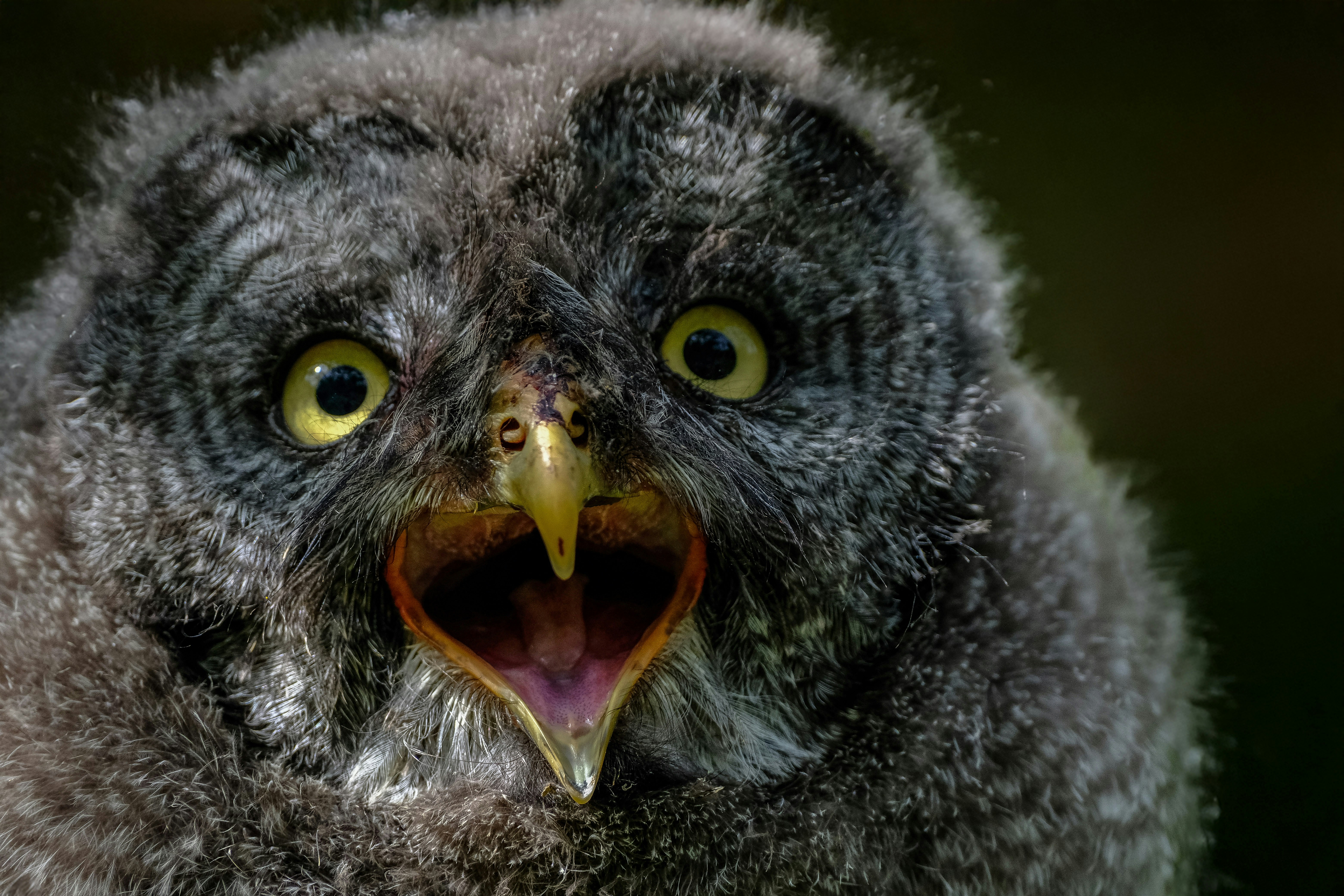 Beak-Ajar in Velvet Feathers: A Close-Up Portrait of a Juvenile Owl