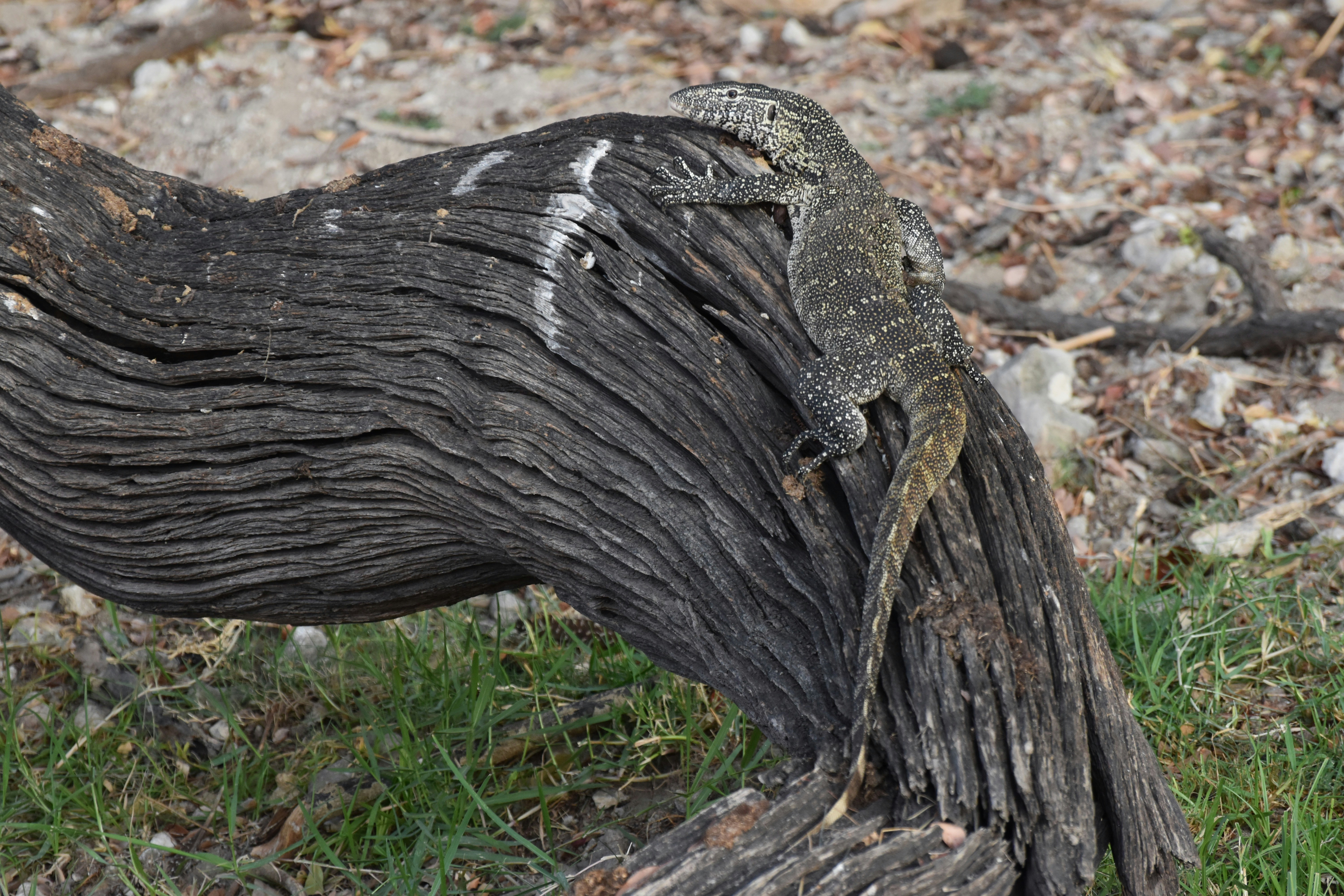 Lizard Portrait on a Weathered Log