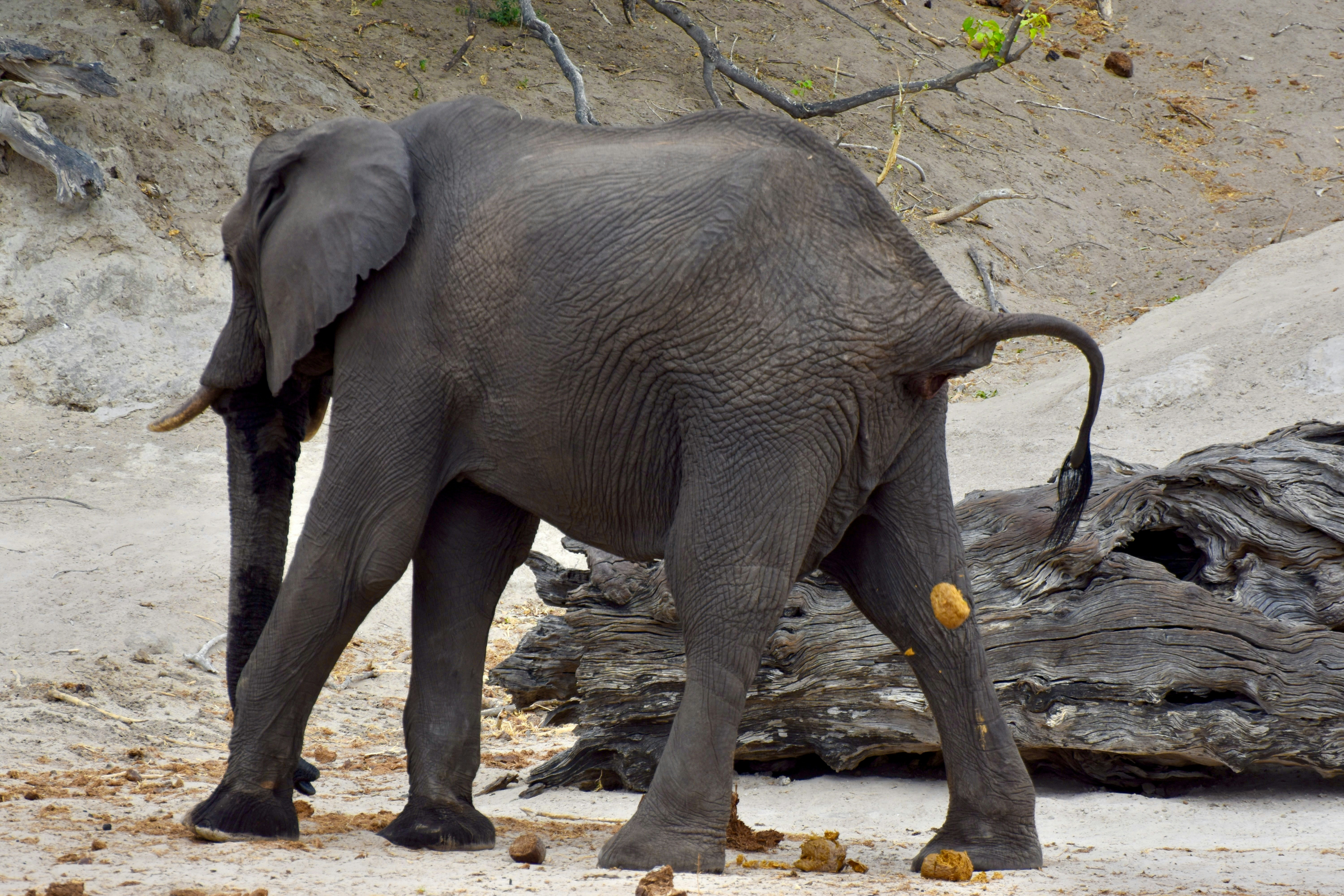 Young Elephant in a Sandy Clearing Nuzzles a Fallen Log