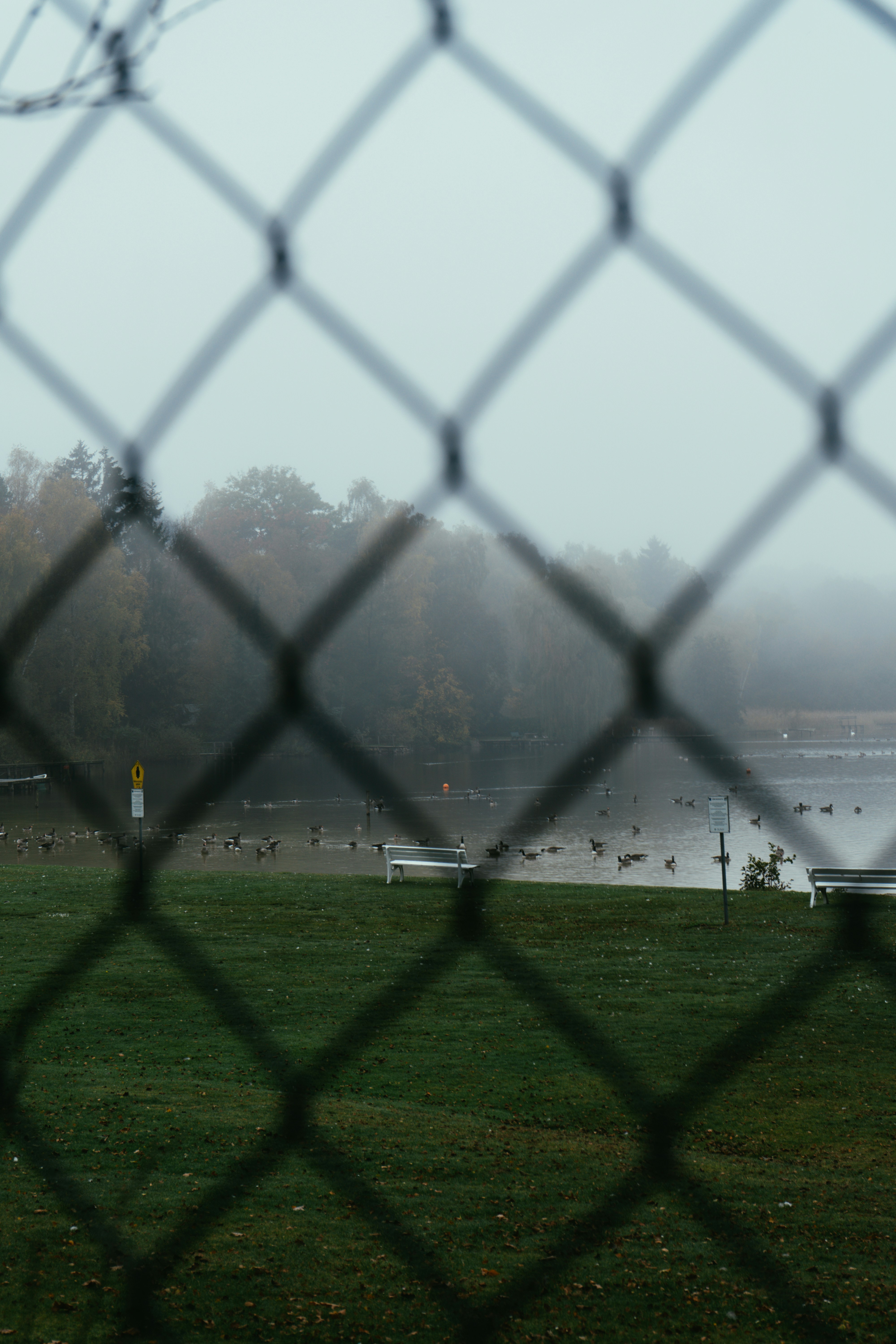 Mesh of Silence: A Park Framed by Chain-Link Veil