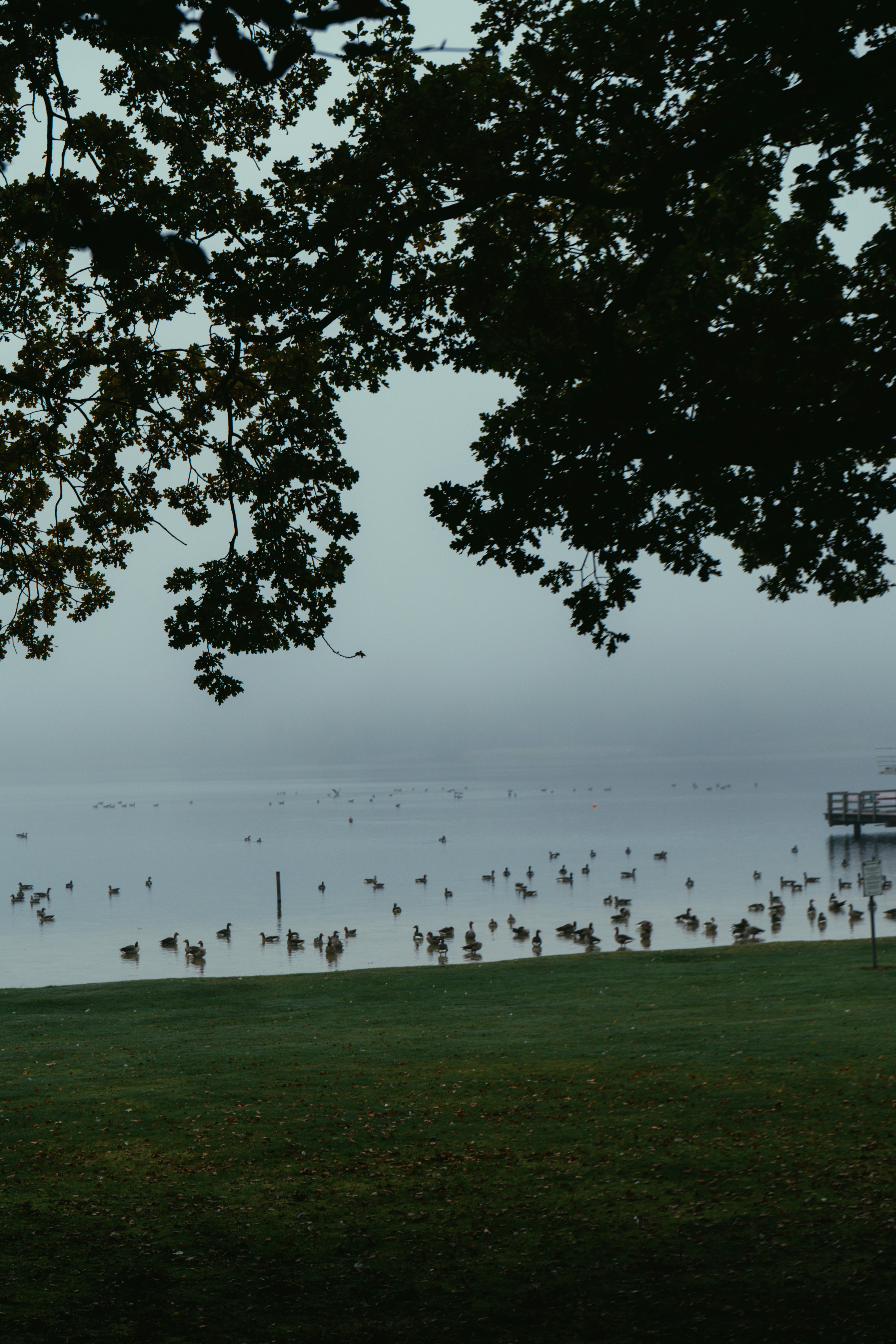 Dawn Mist Over the Lake: A Quiet Flock at the Shore