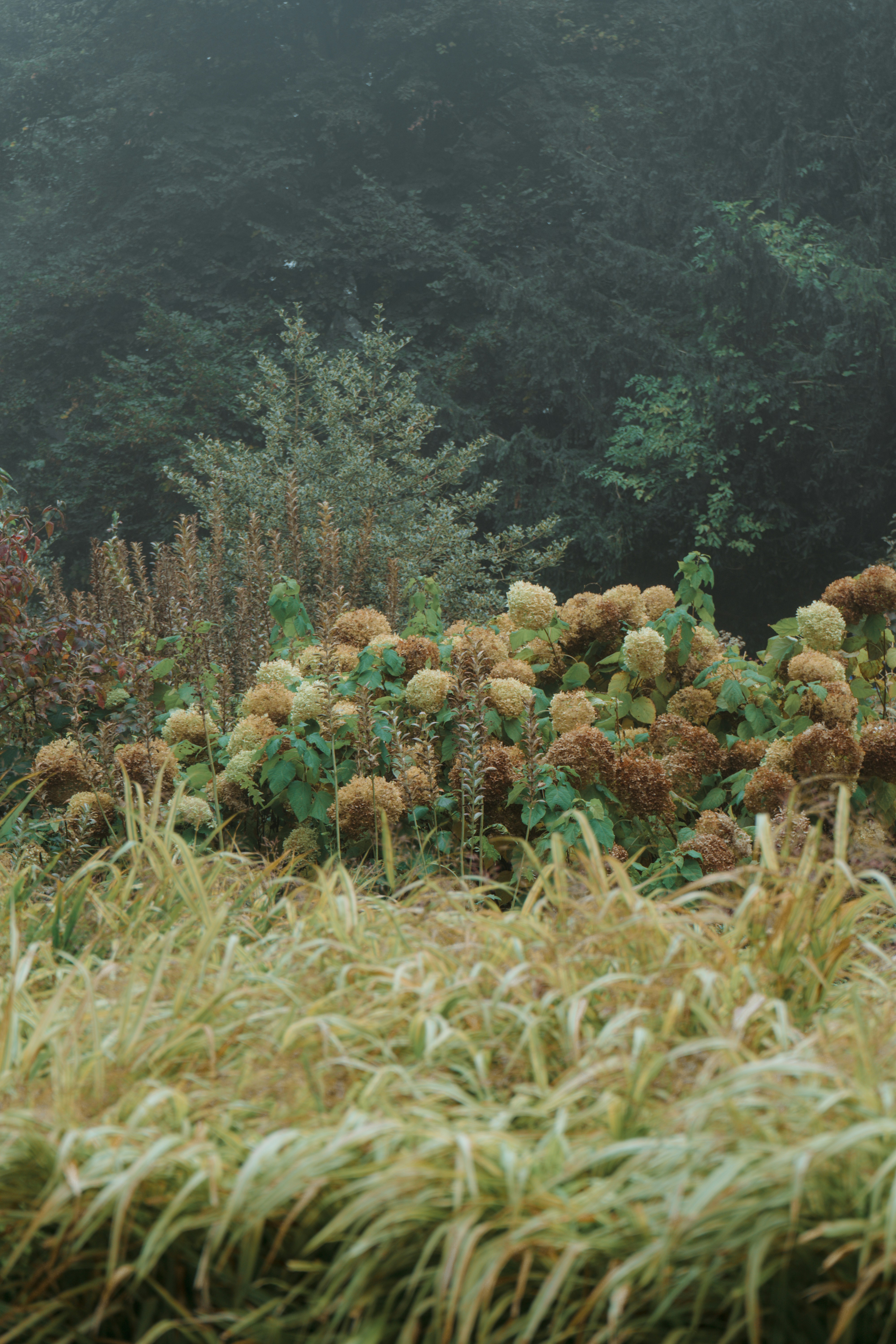 Autumn Hydrangea Seed Heads Above Golden Grass at a Quiet Forest Edge