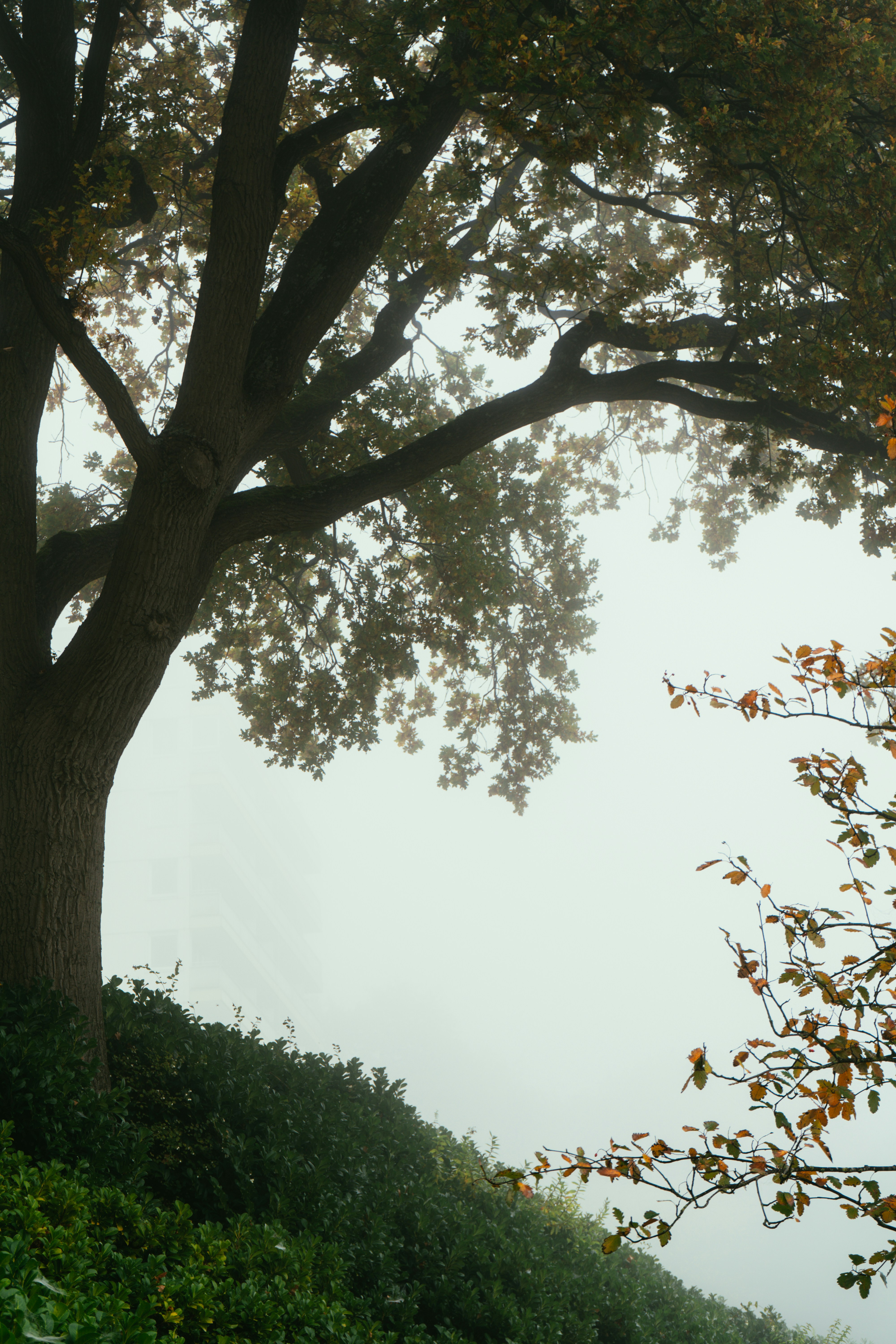 A large tree sitting on top of a lush green hillside photo – Free Bad ...