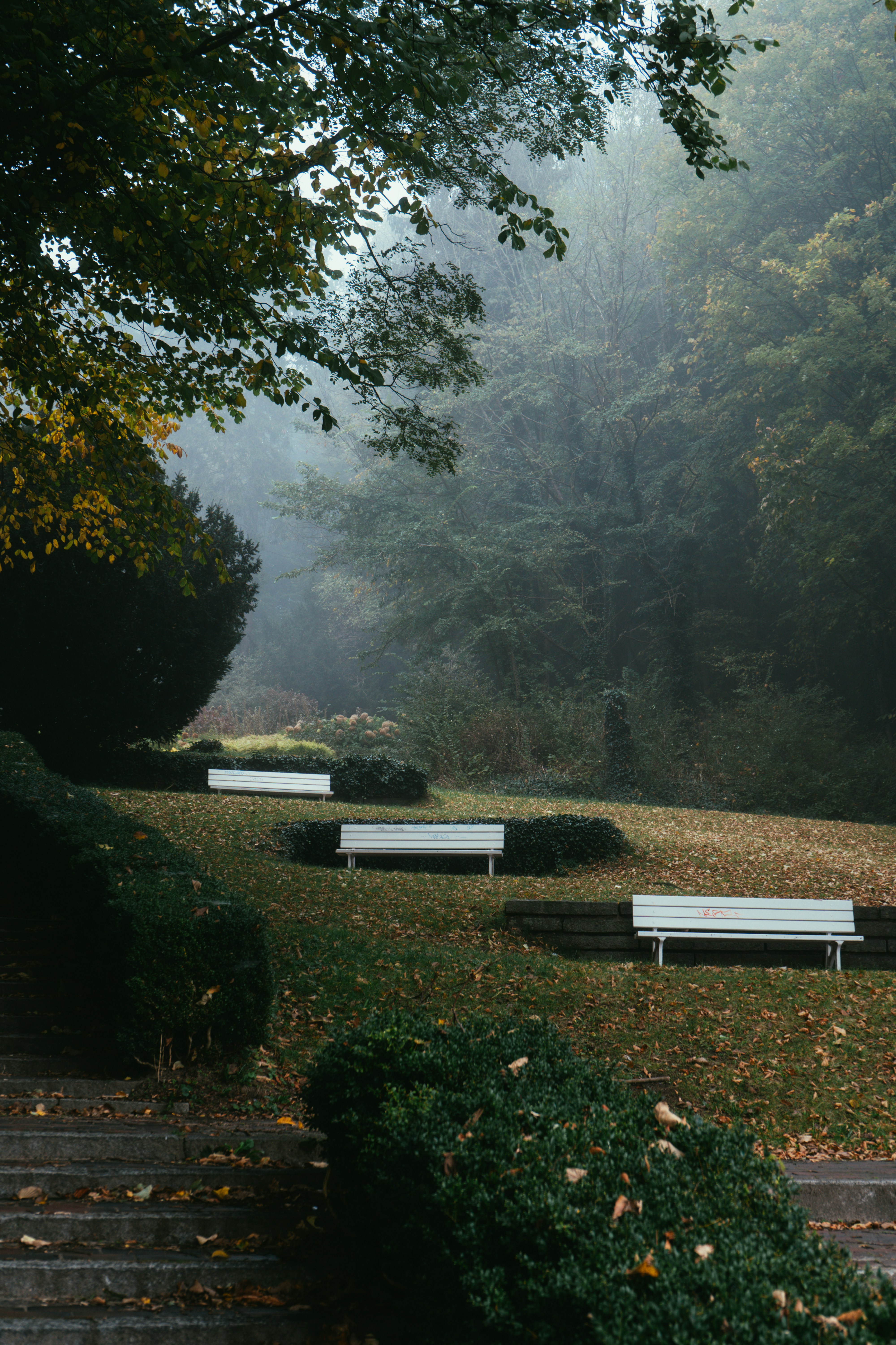 Autumn Fog Over a Quiet Park: Benches in Soft Morning Light
