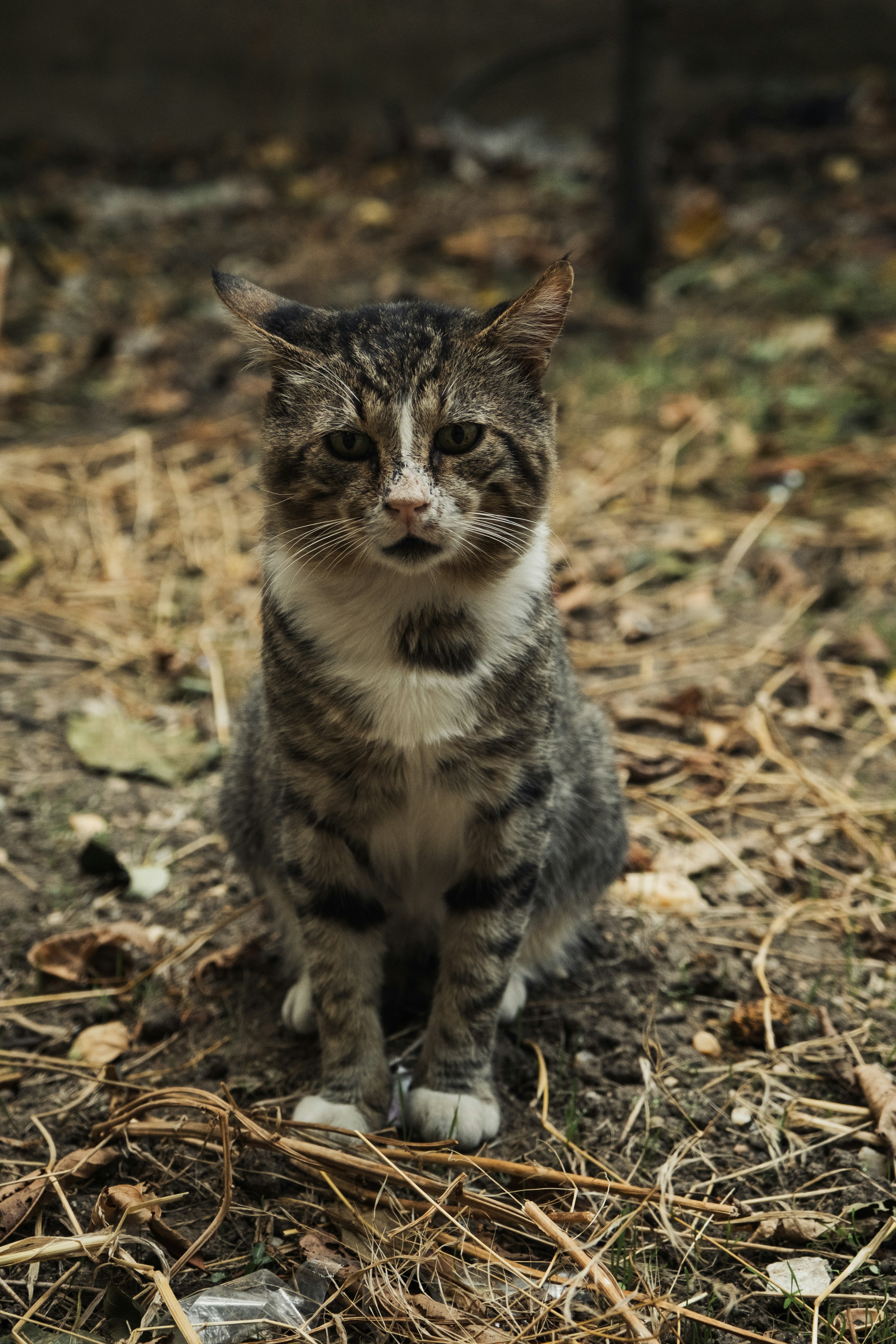 Tabby cat sitting on dried leaves and twigs in a natural setting.